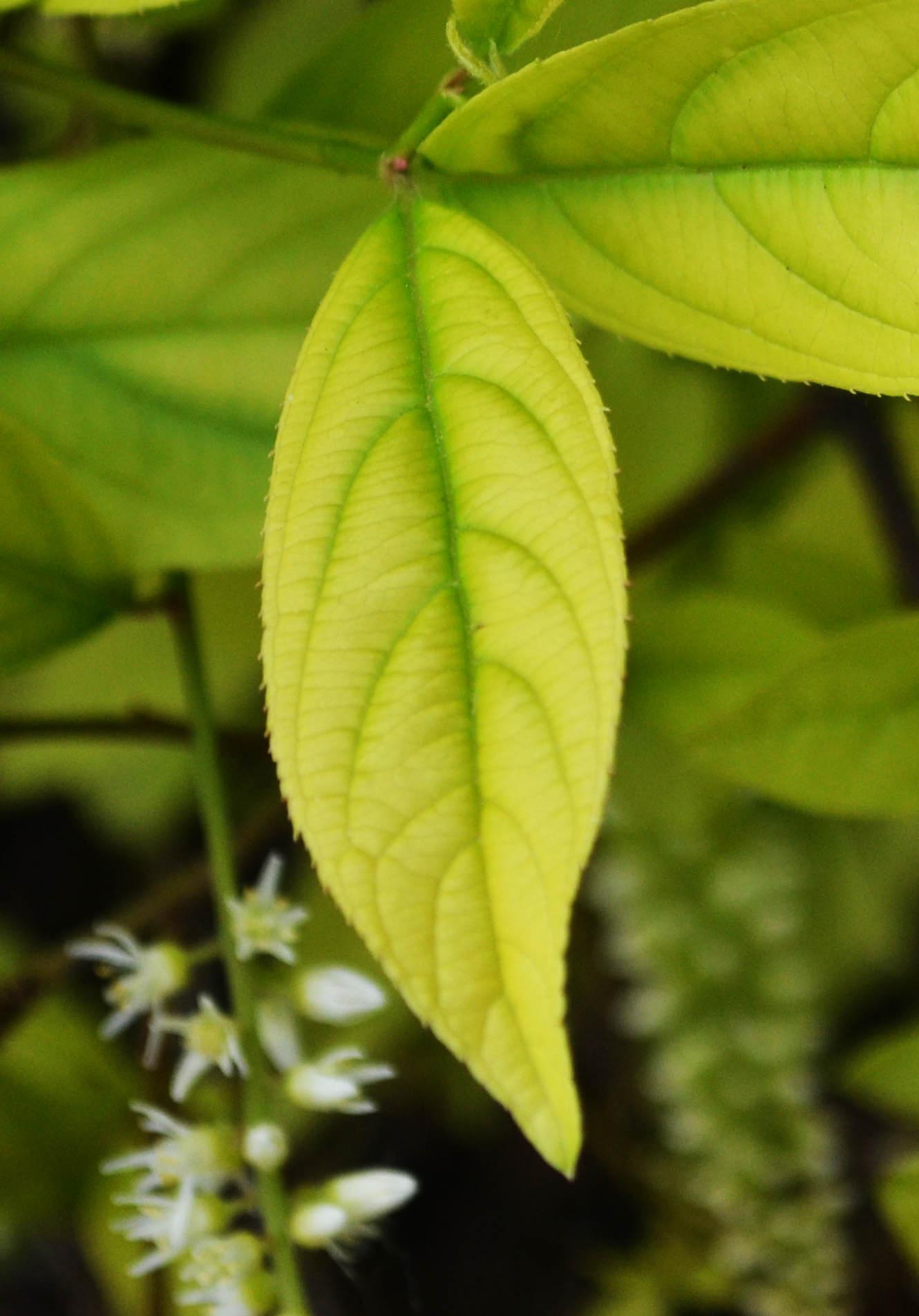 Itea virginica – Purdue Arboretum Explorer