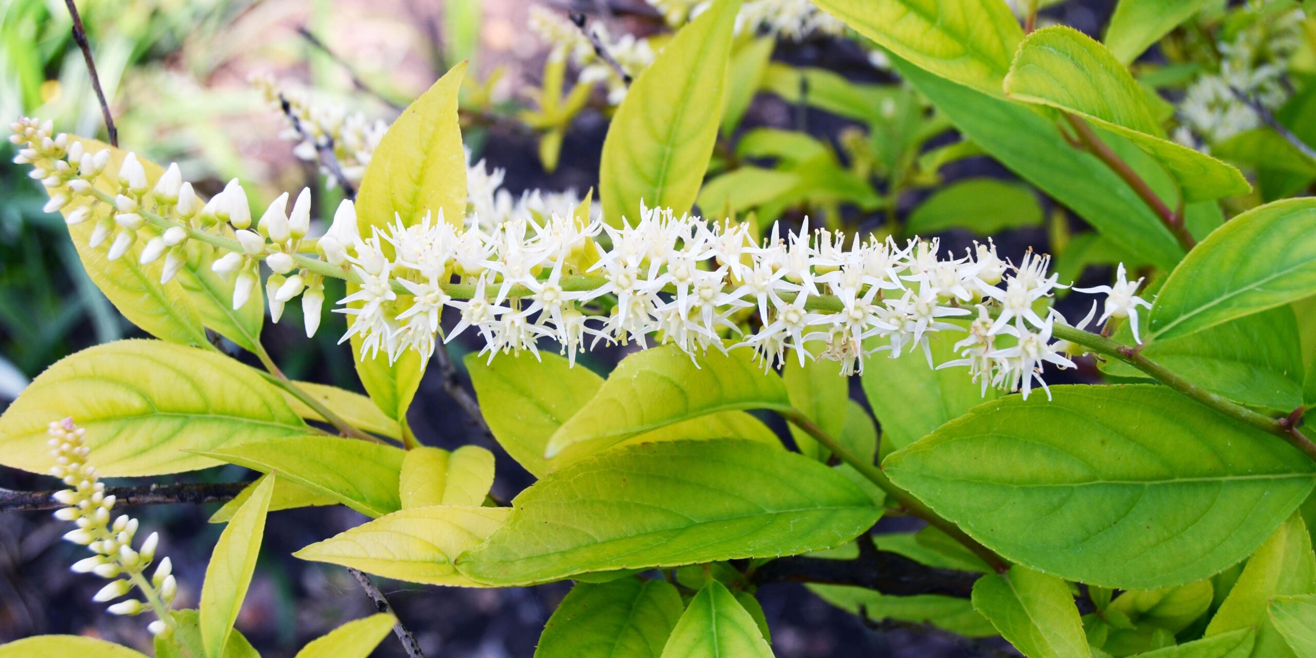 Itea virginica – Purdue Arboretum Explorer