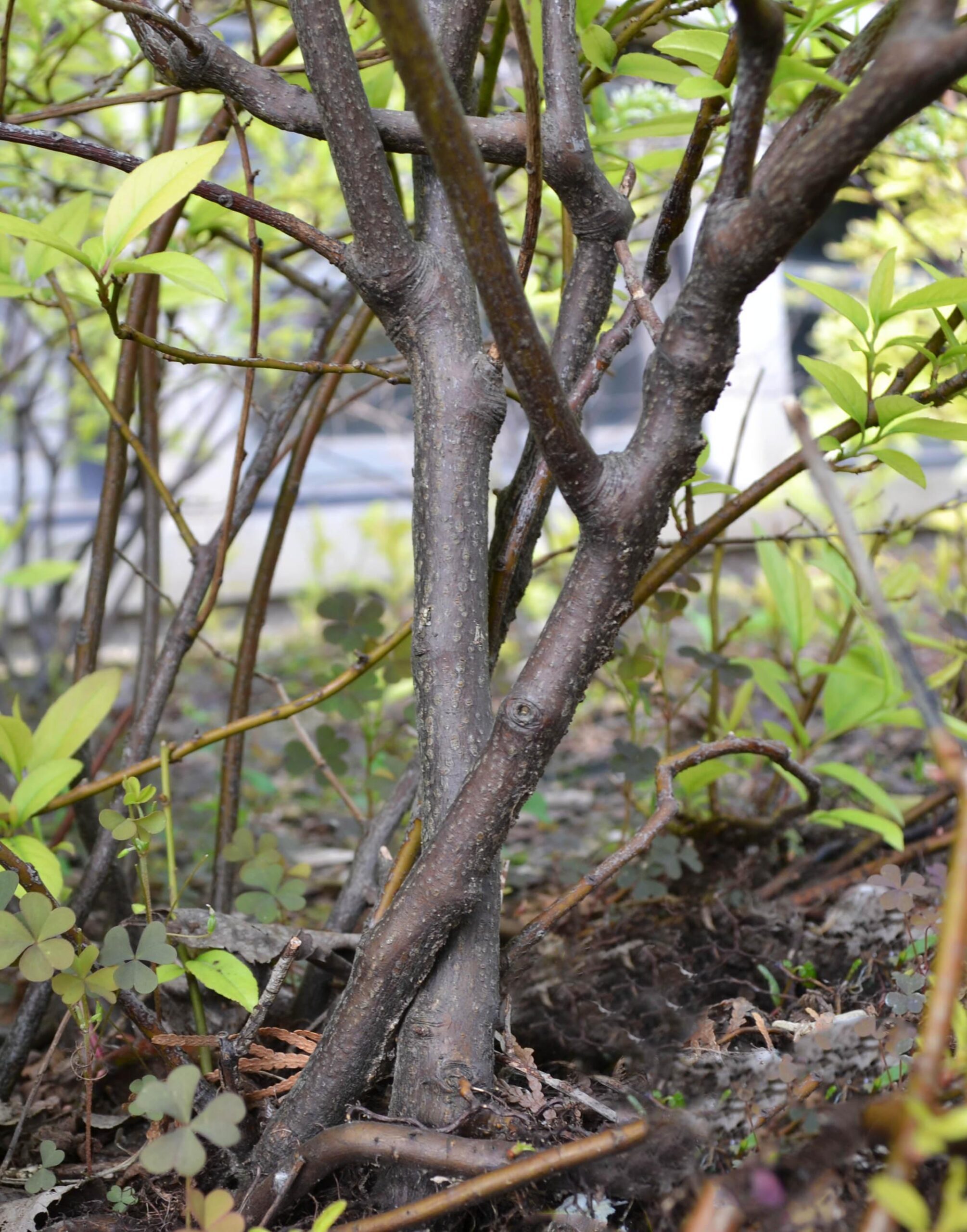 Itea virginica – Purdue Arboretum Explorer