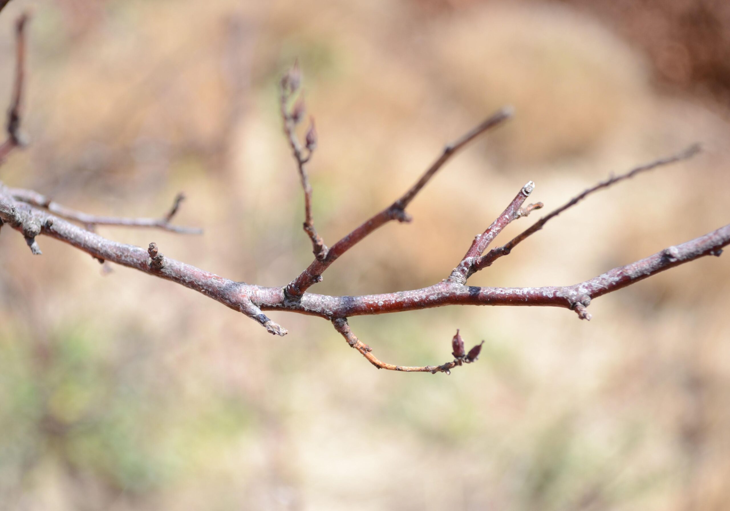 Itea virginica – Purdue Arboretum Explorer