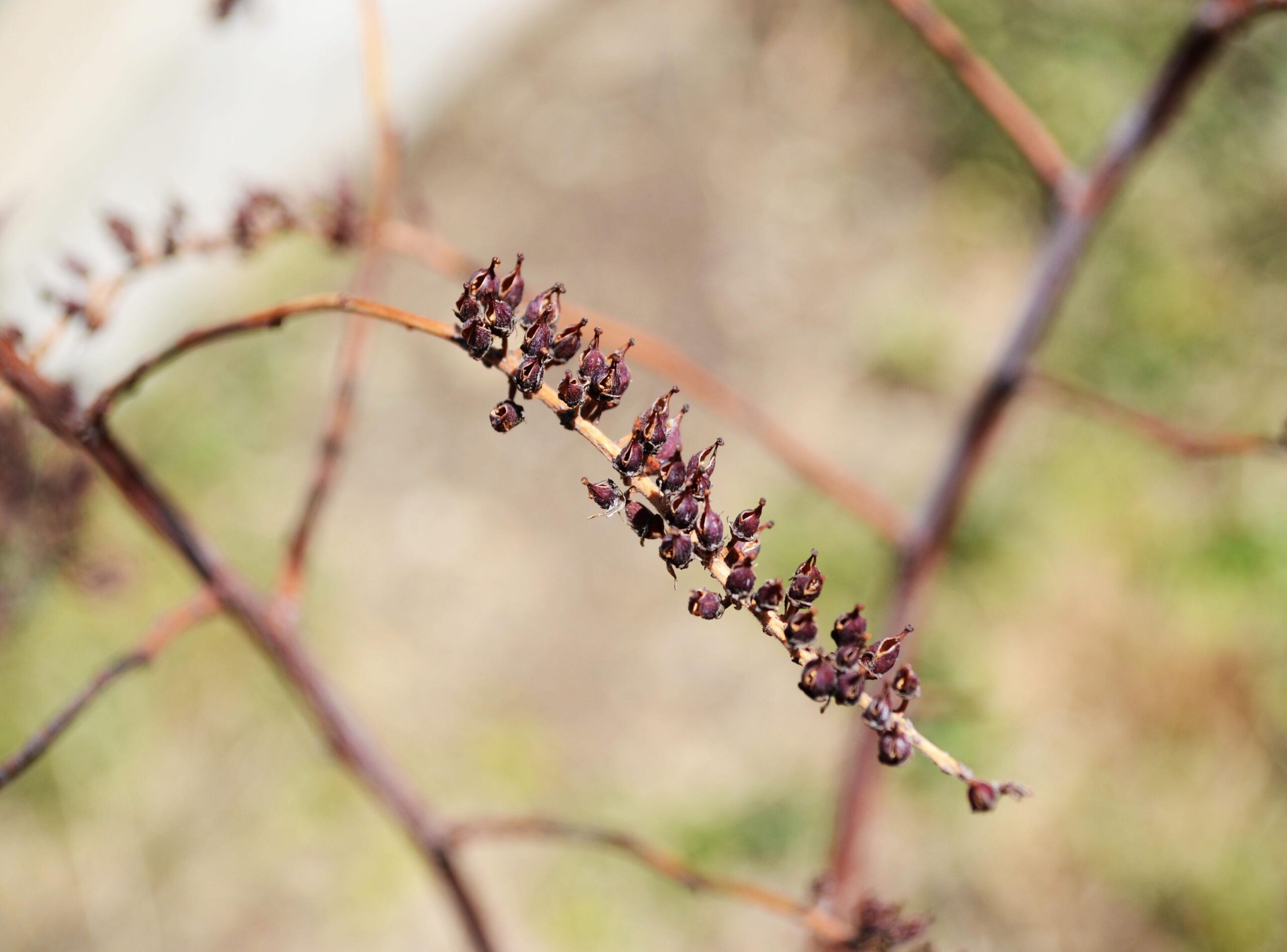 Itea virginica – Purdue Arboretum Explorer