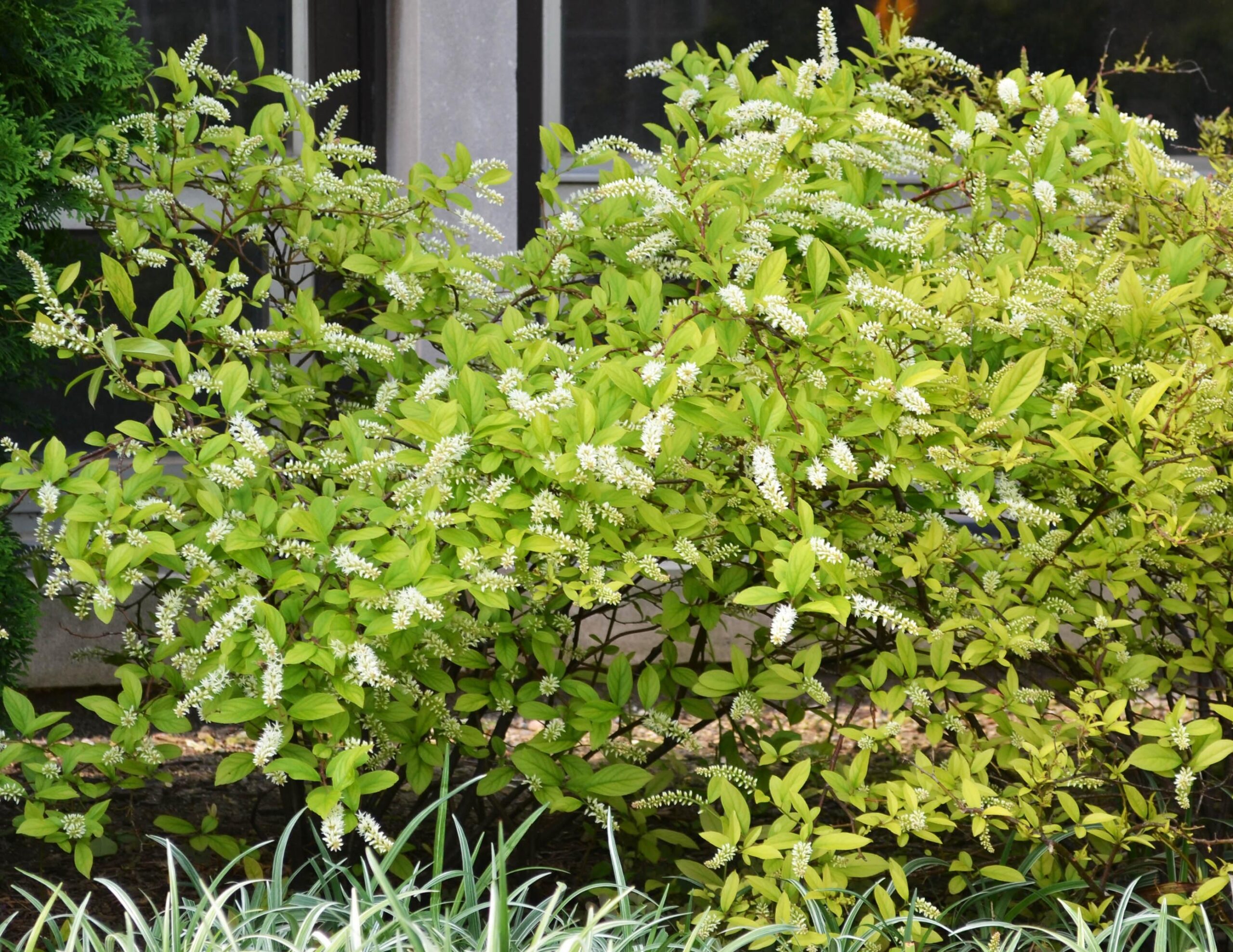 Itea virginica – Purdue Arboretum Explorer