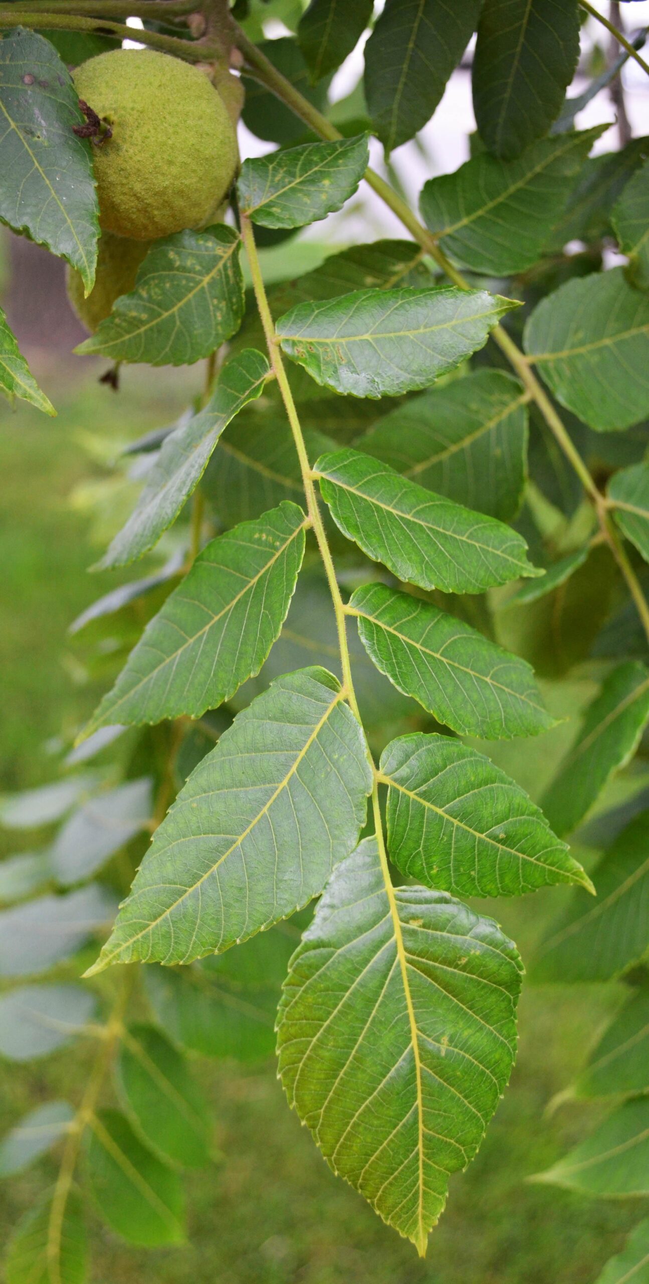Juglans nigra – Purdue Arboretum Explorer
