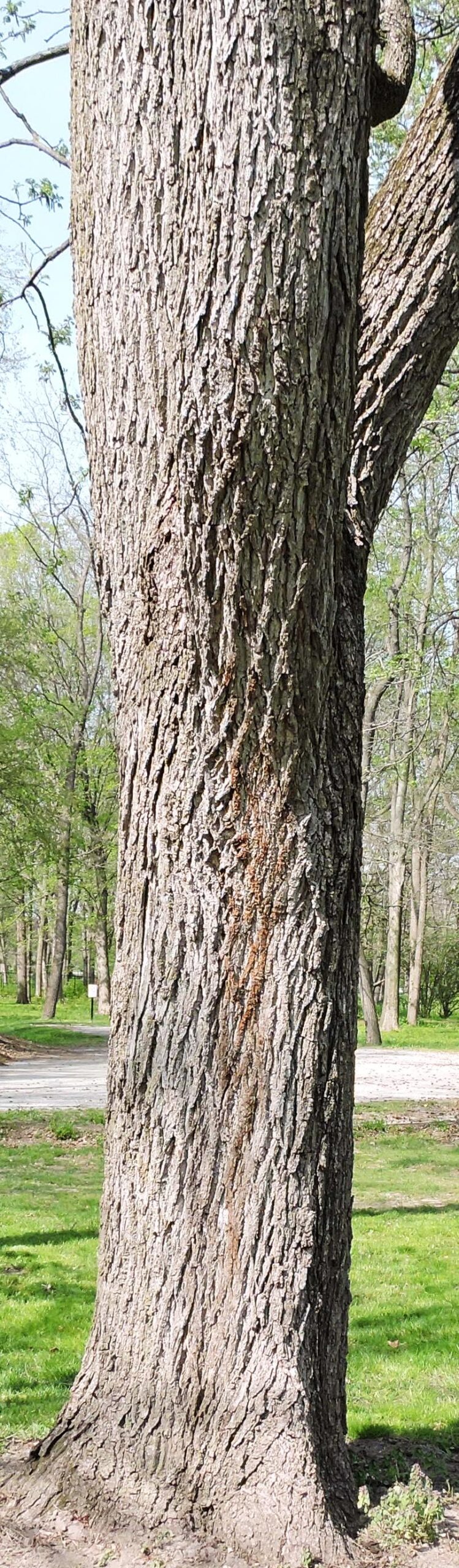 Juglans nigra – Purdue Arboretum Explorer