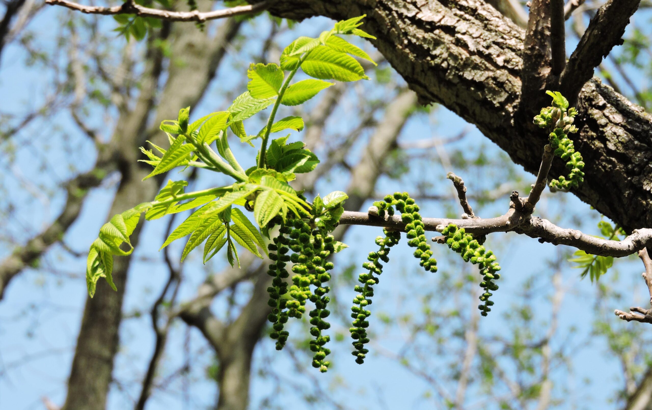 Juglans nigra – Purdue Arboretum Explorer