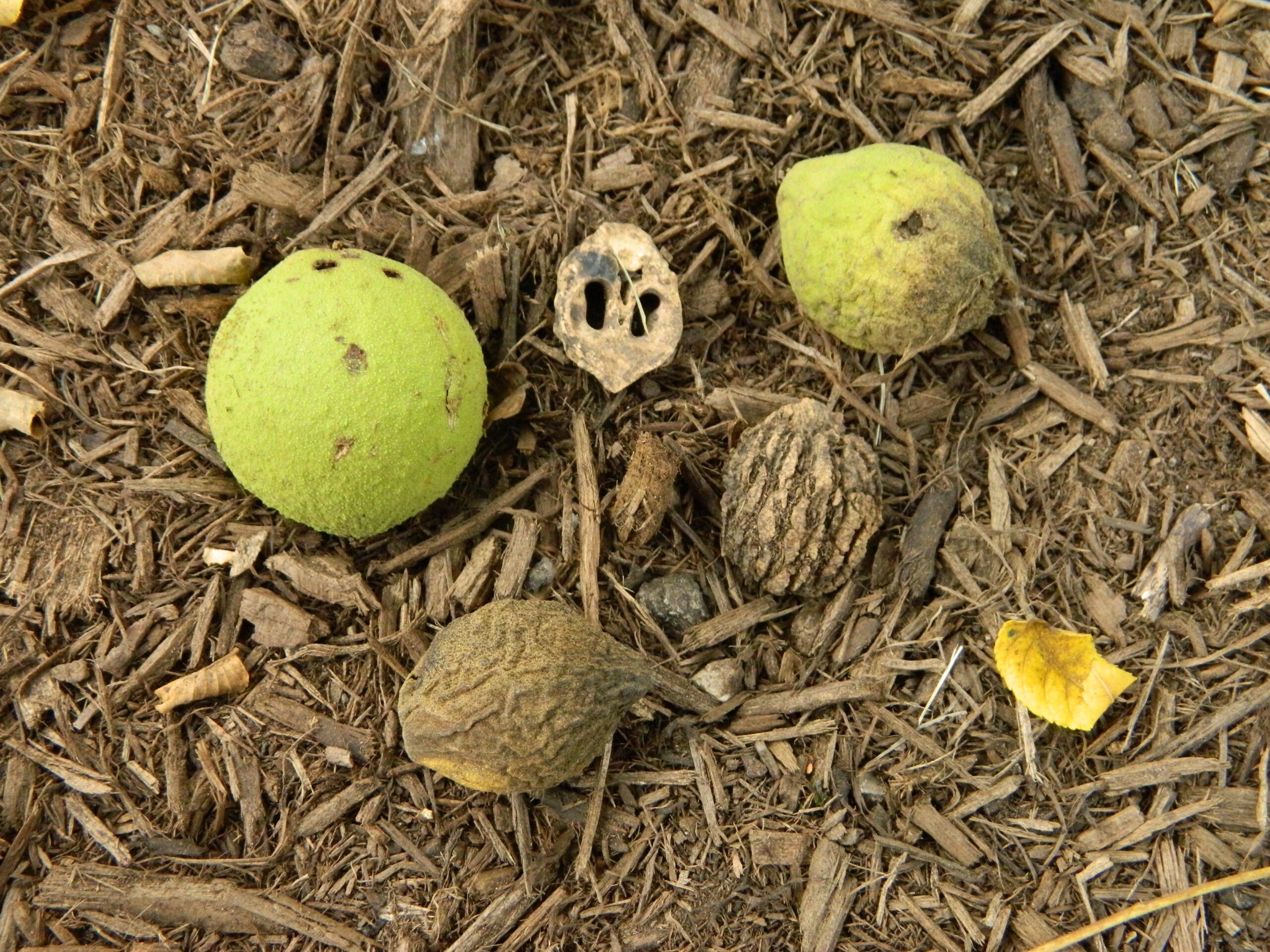 Juglans nigra – Purdue Arboretum Explorer