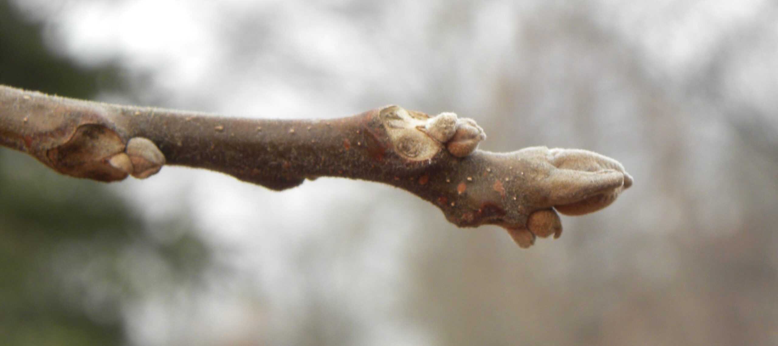 Juglans nigra – Purdue Arboretum Explorer