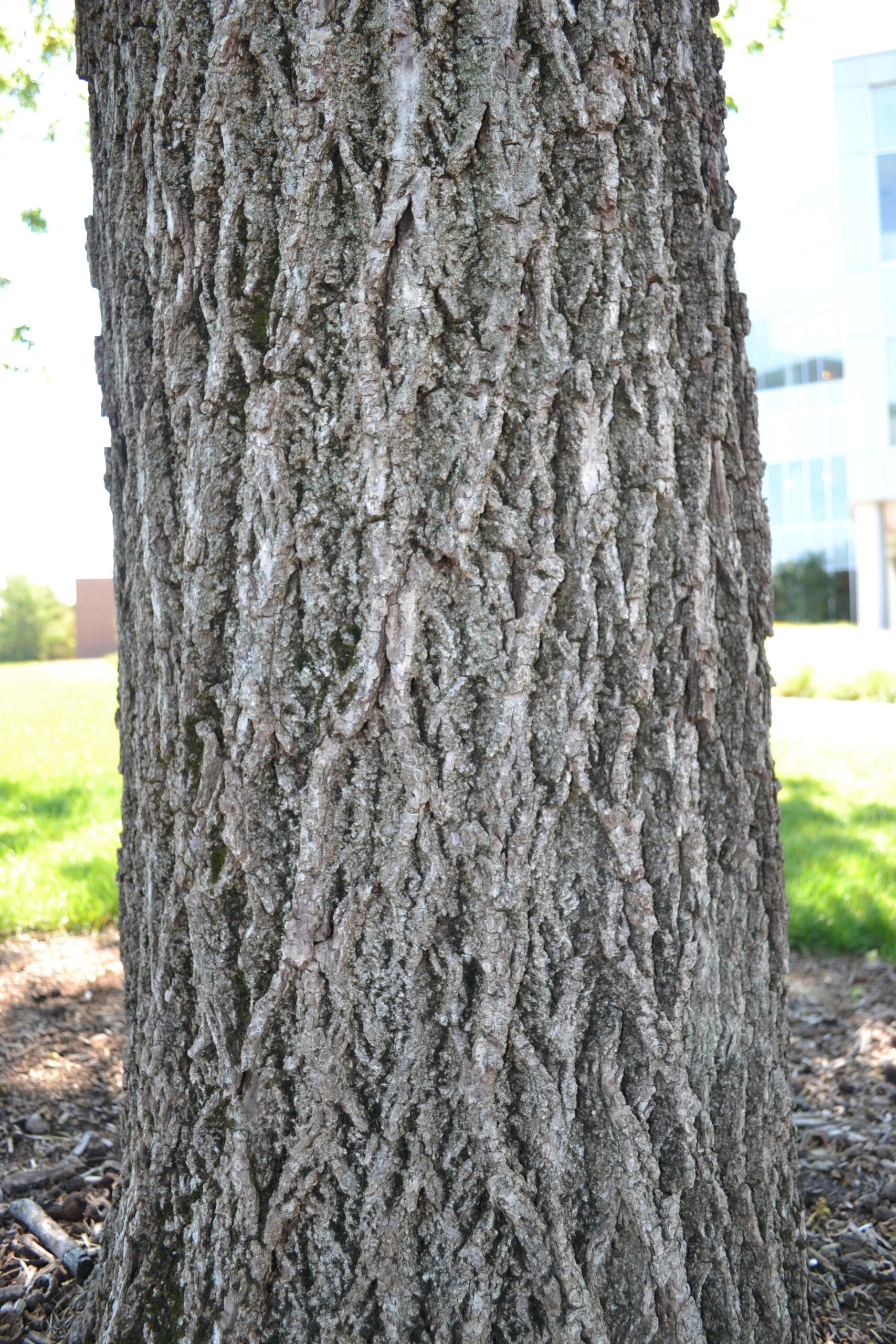 Juglans nigra – Purdue Arboretum Explorer