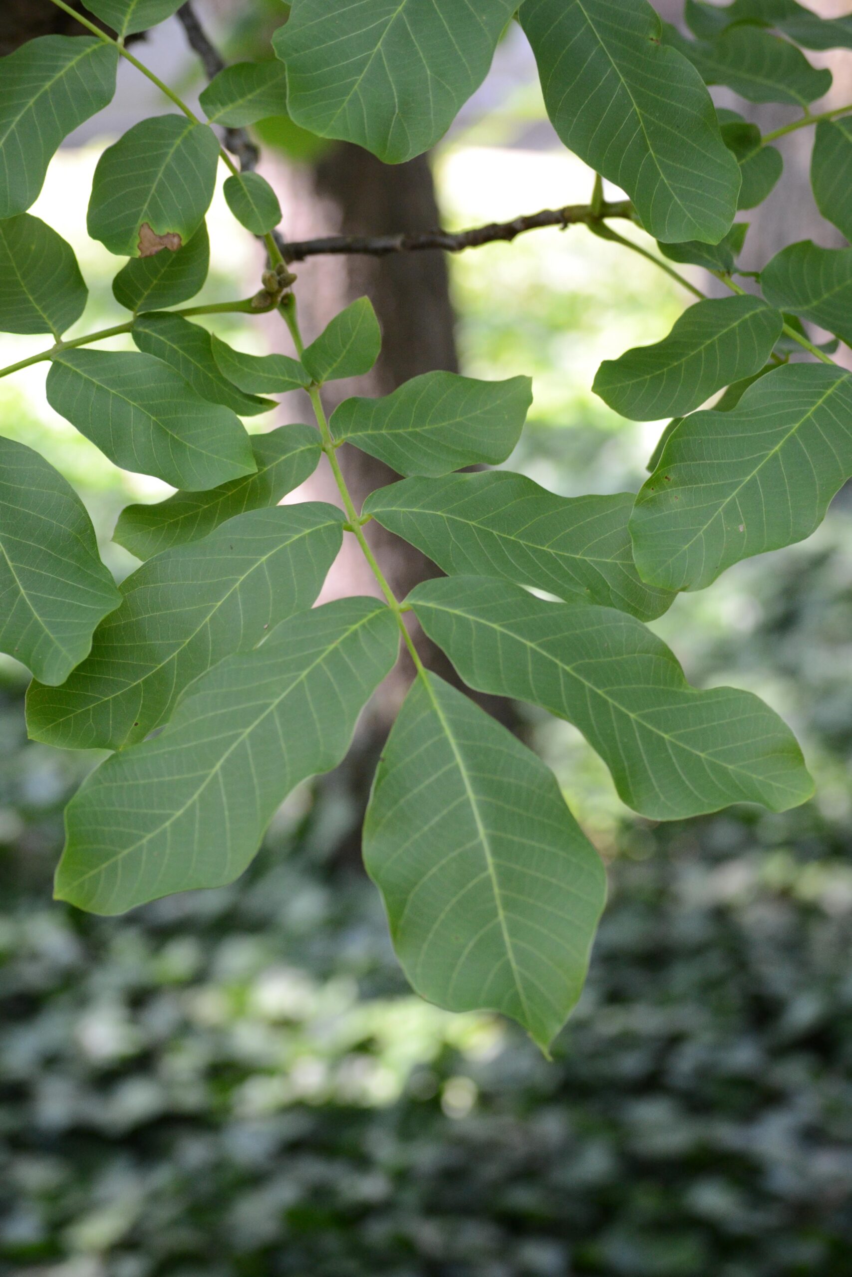 Juglans regia – Purdue Arboretum Explorer