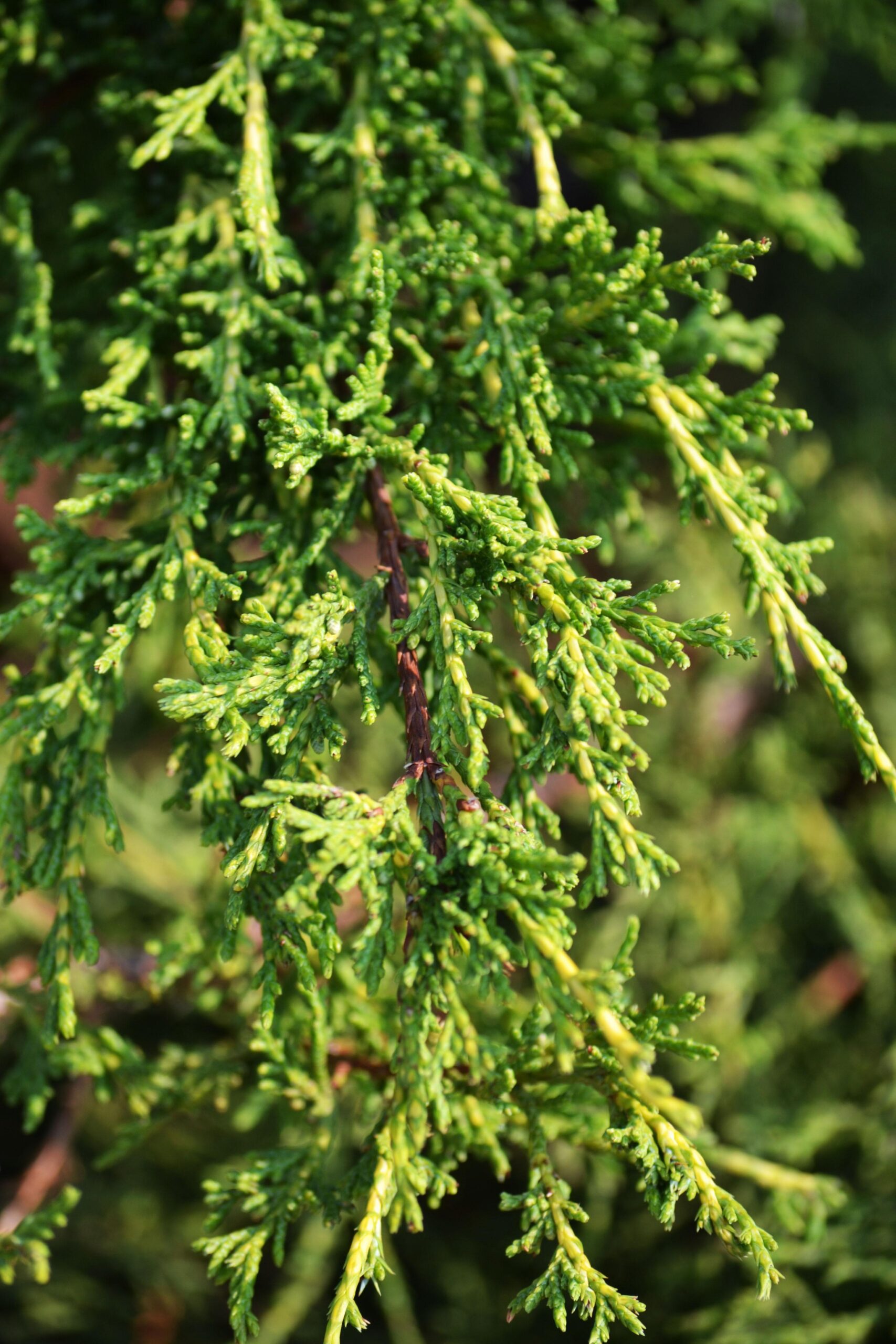 Juniperus chinensis – Purdue Arboretum Explorer