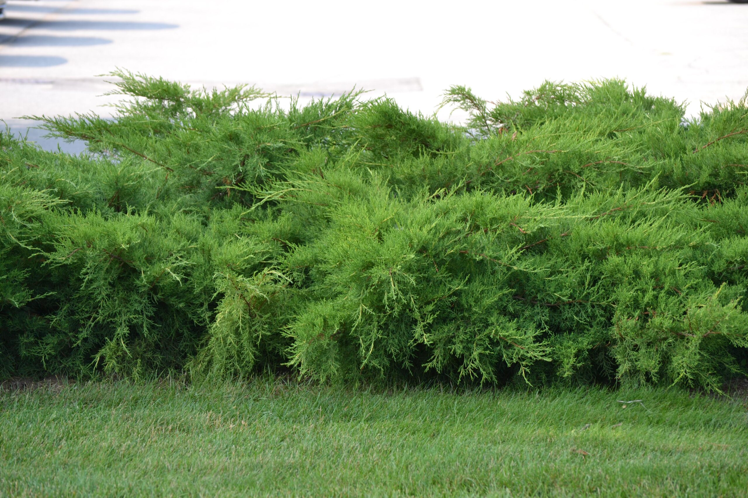 Juniperus chinensis – Purdue Arboretum Explorer