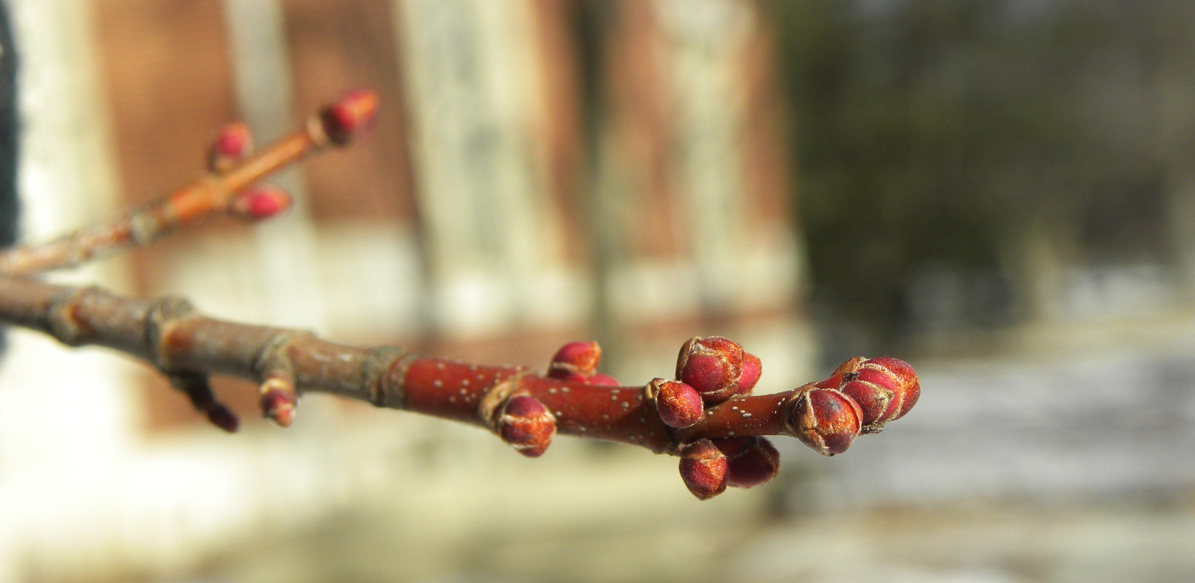 Acer × freemanii ‘Armstrong’ – Purdue Arboretum Explorer