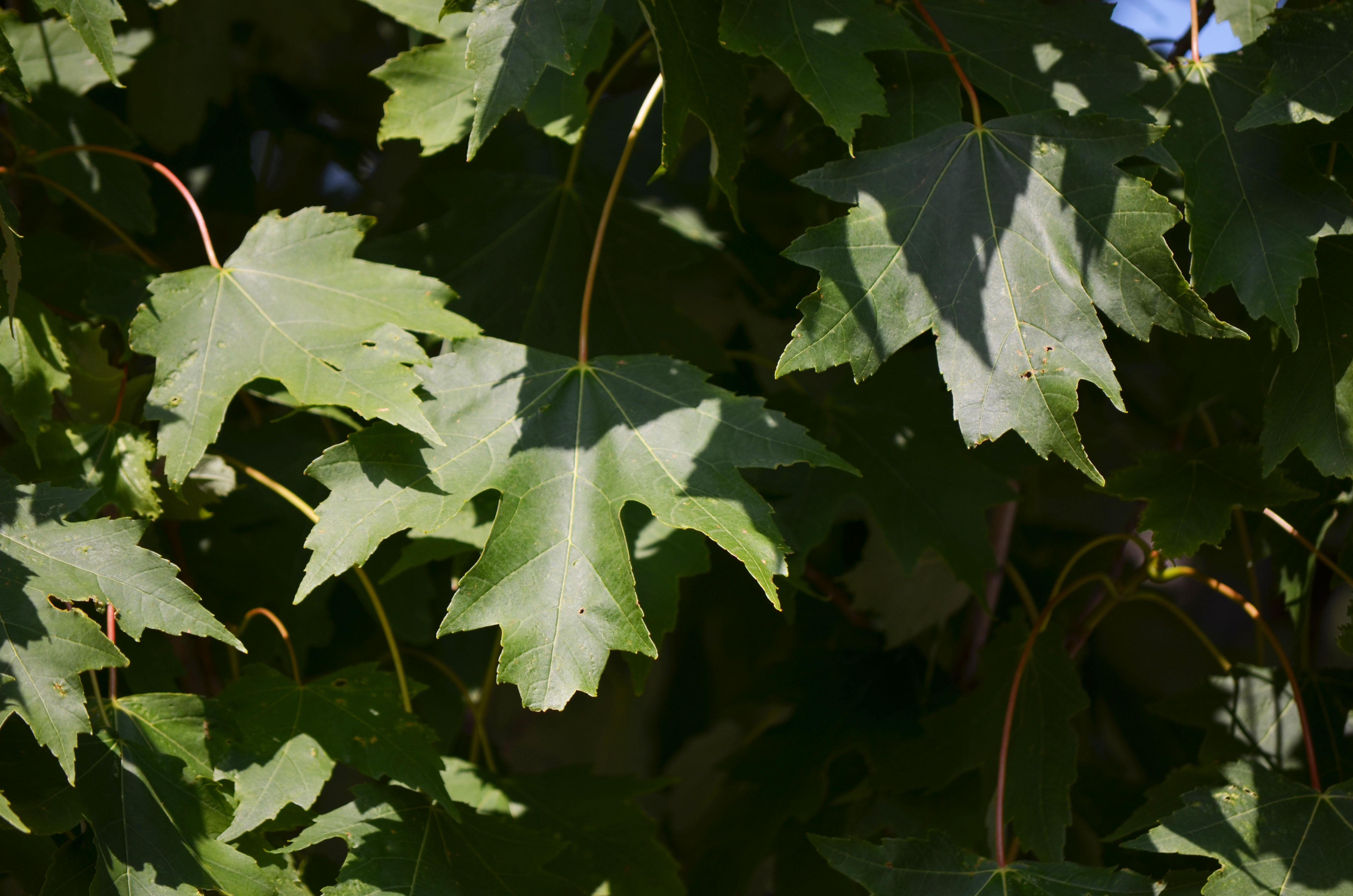 Acer × freemanii ‘Armstrong’ – Purdue Arboretum Explorer