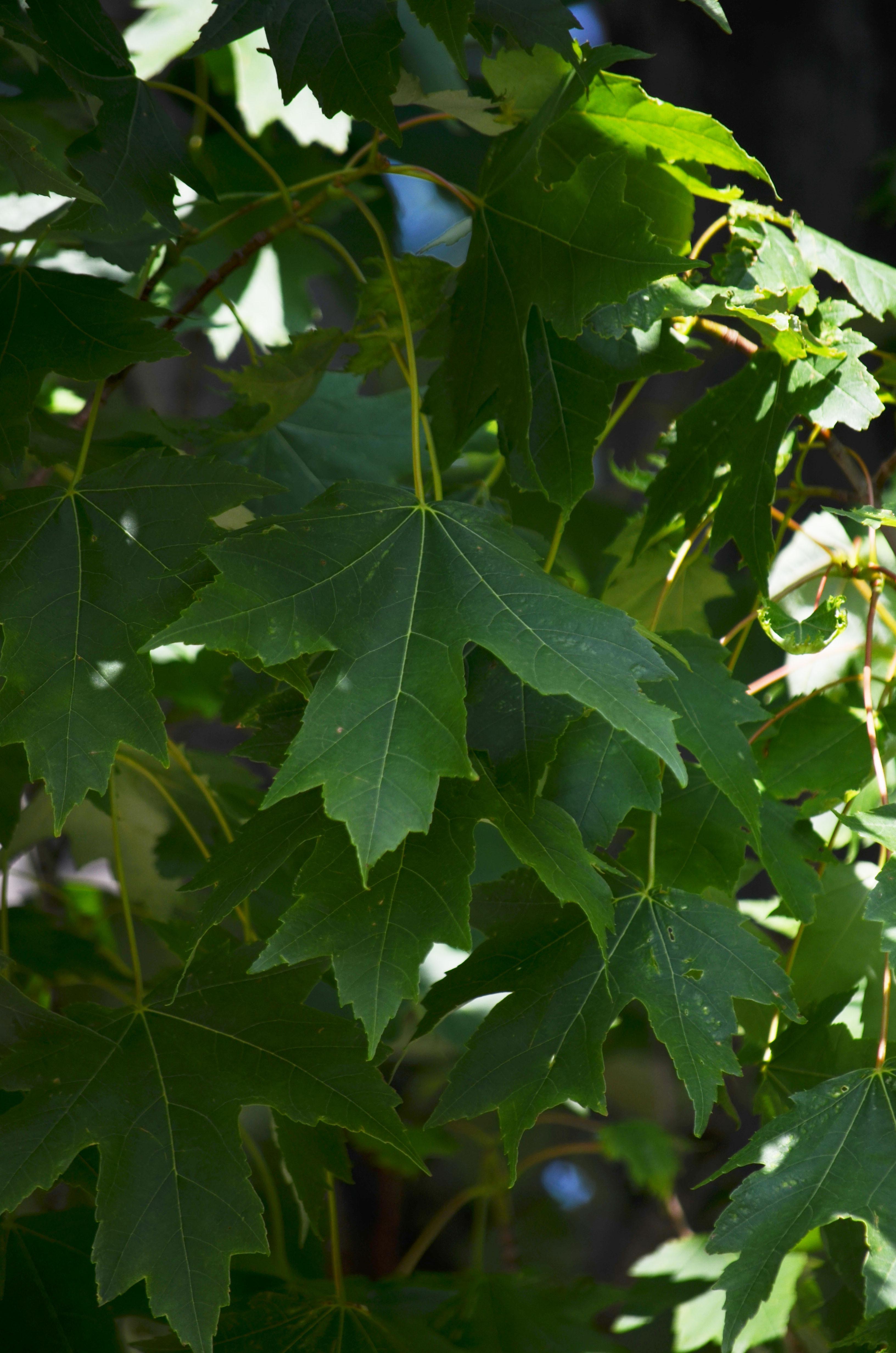 Acer × freemanii ‘Armstrong’ – Purdue Arboretum Explorer