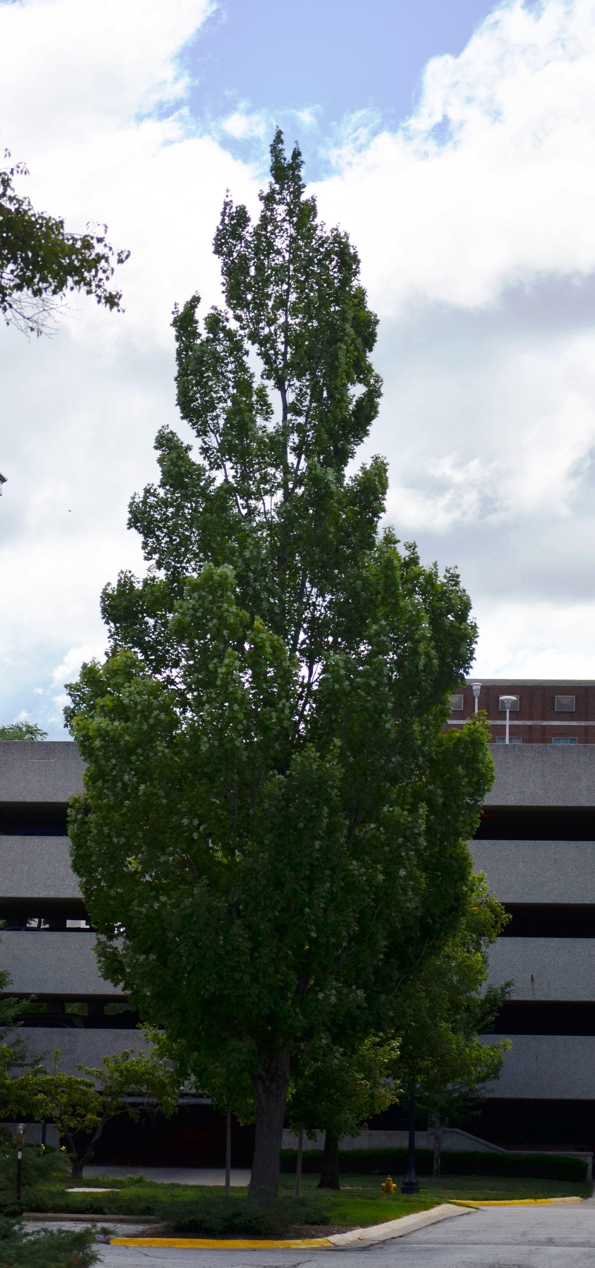 Acer × freemanii ‘Armstrong’ – Purdue Arboretum Explorer