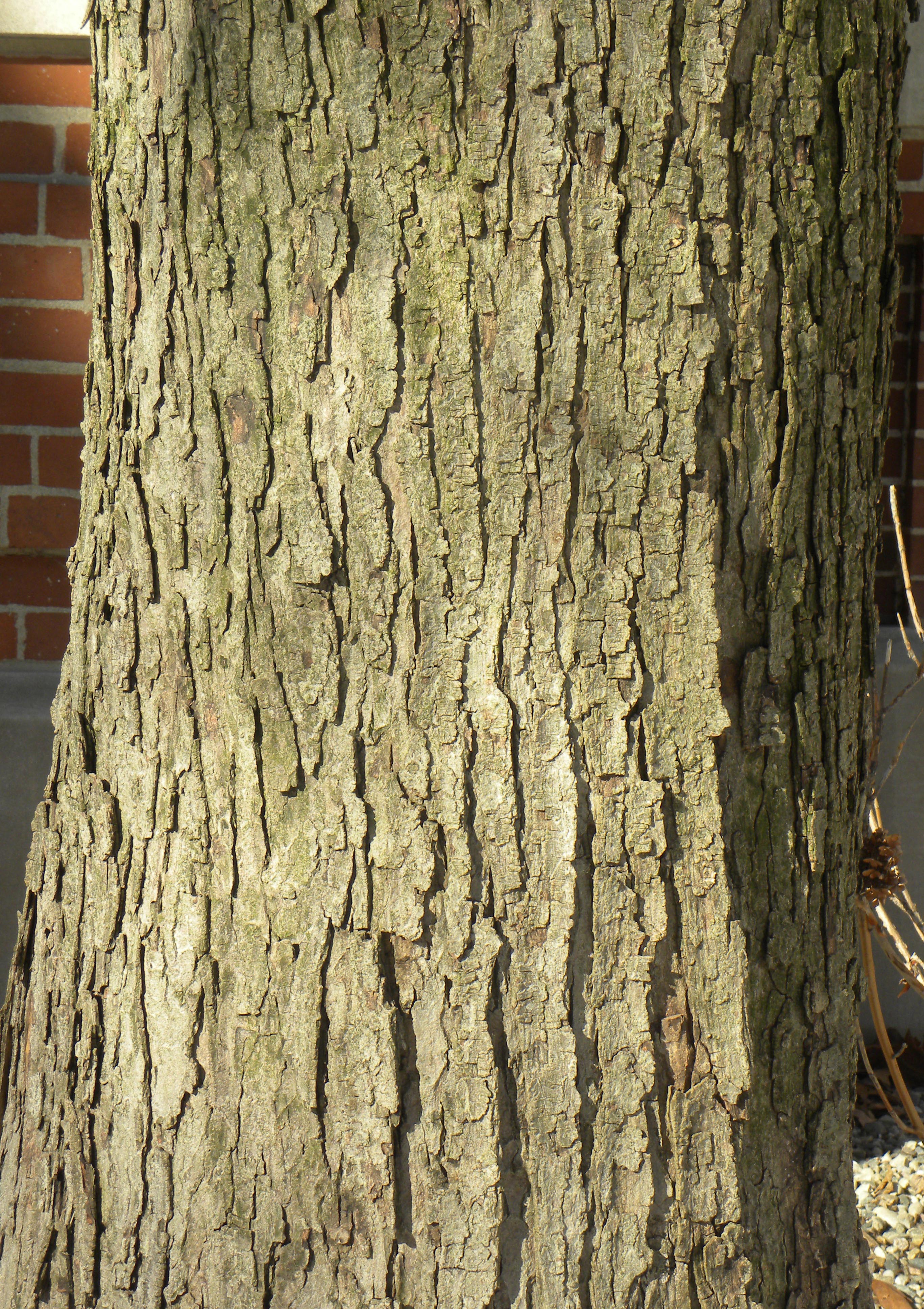 Acer × freemanii ‘Armstrong’ – Purdue Arboretum Explorer