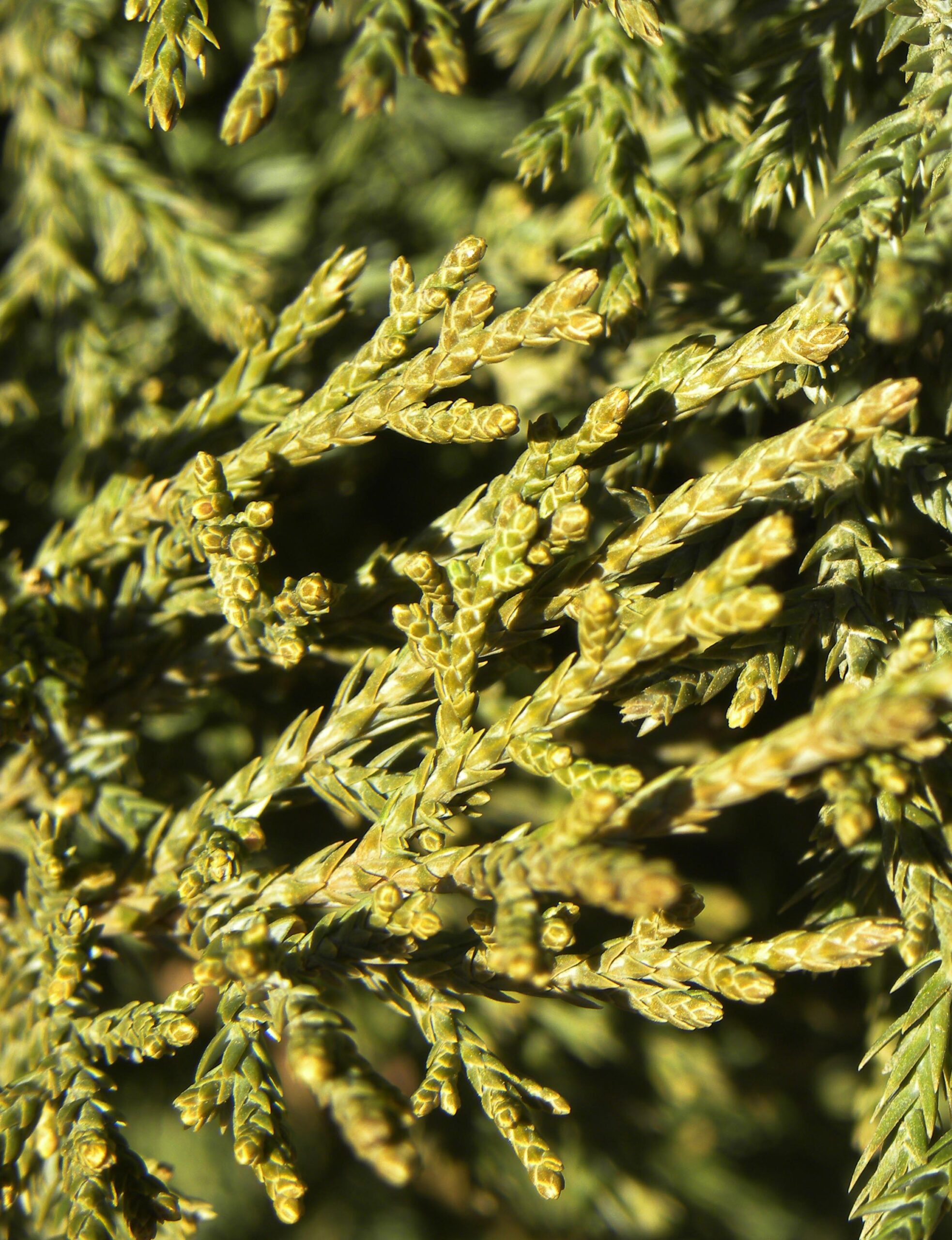 Juniperus chinensis ‘Mountbatten’ – Purdue Arboretum Explorer