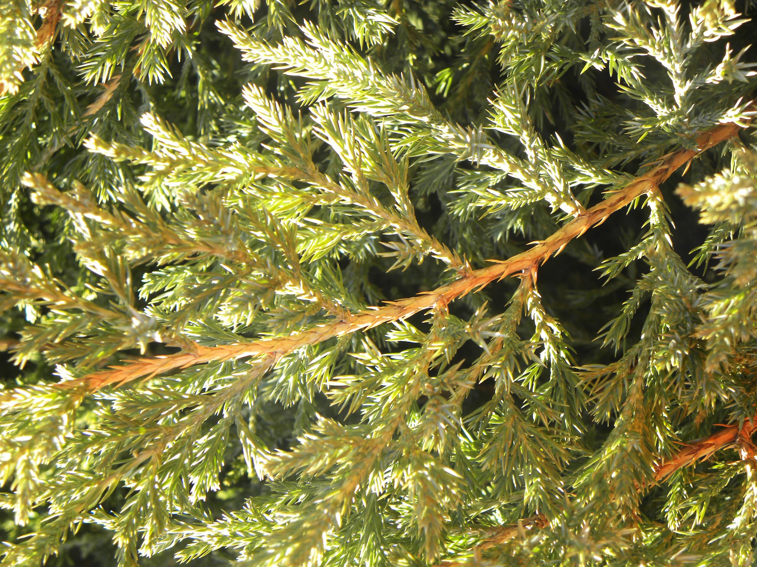 Juniperus chinensis ‘Mountbatten’ – Purdue Arboretum Explorer
