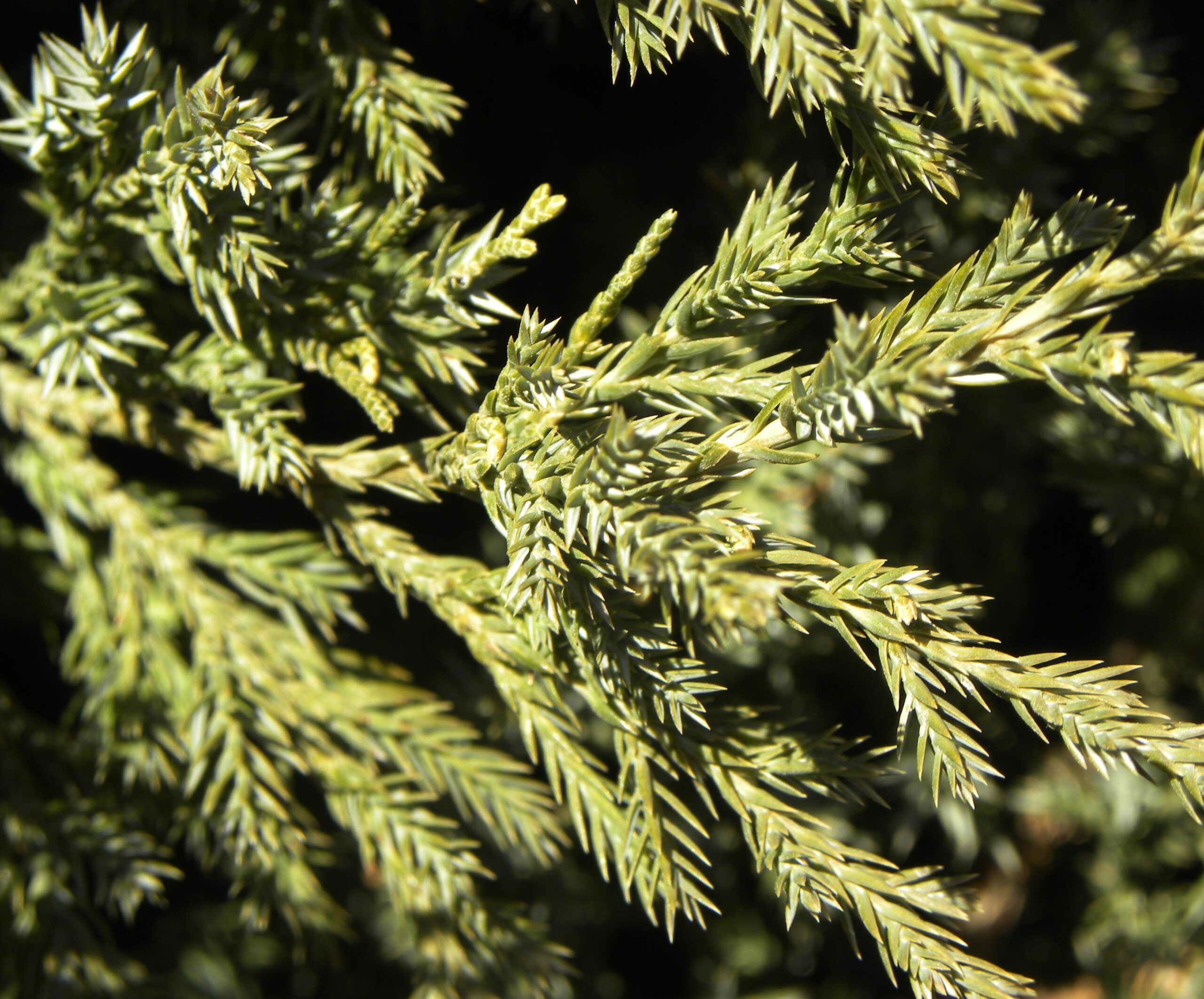 Juniperus Chinensis De Mountbatten