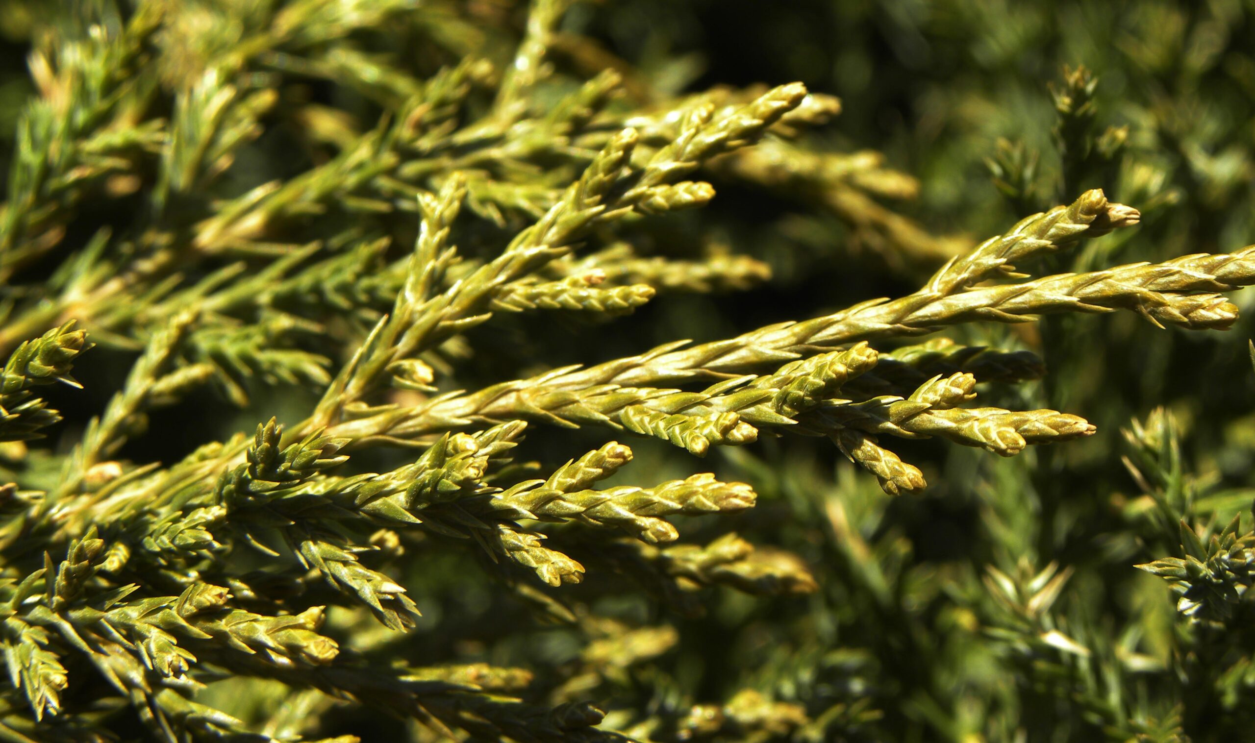 Juniperus chinensis ‘Mountbatten’ – Purdue Arboretum Explorer