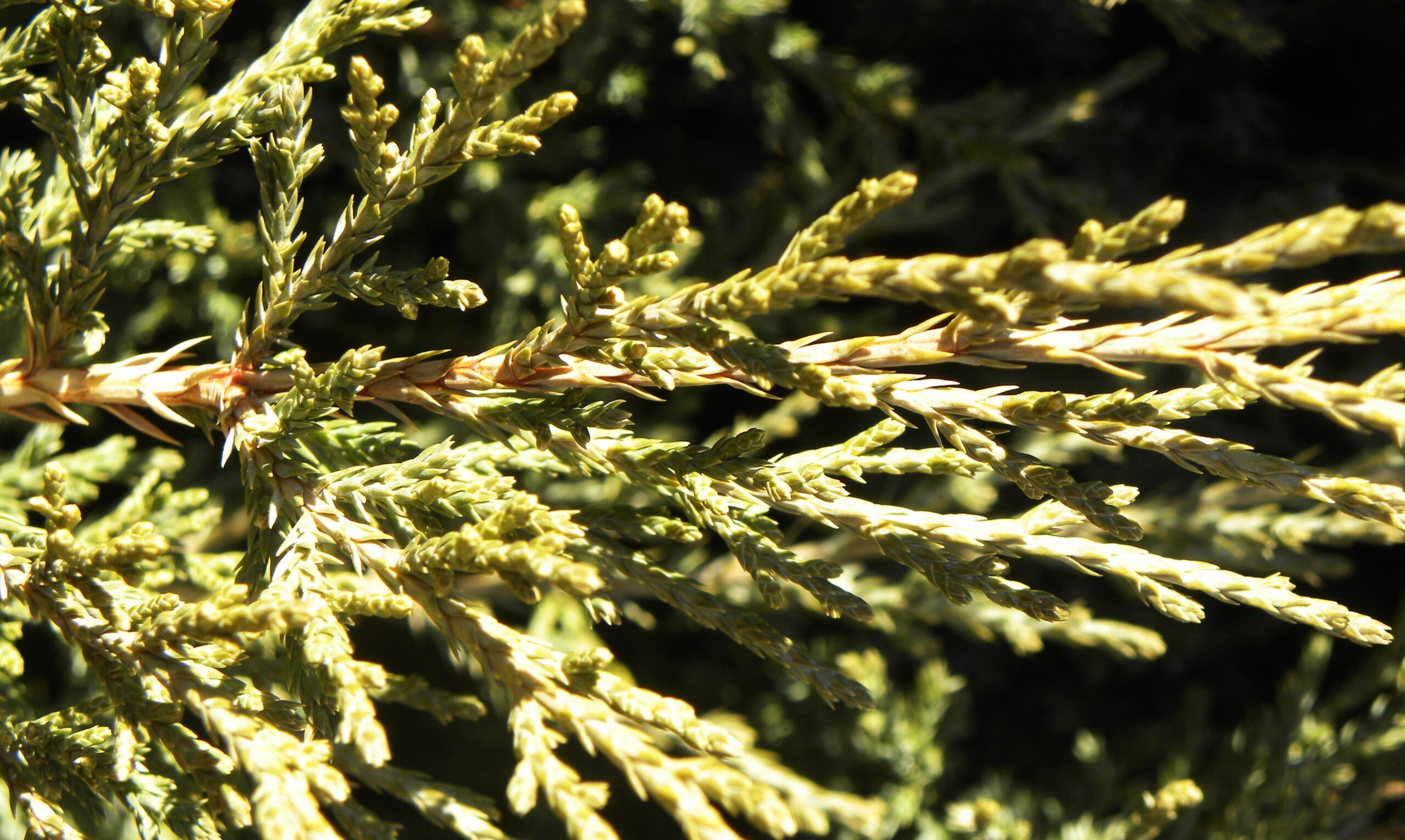 Juniperus chinensis ‘Mountbatten’ – Purdue Arboretum Explorer