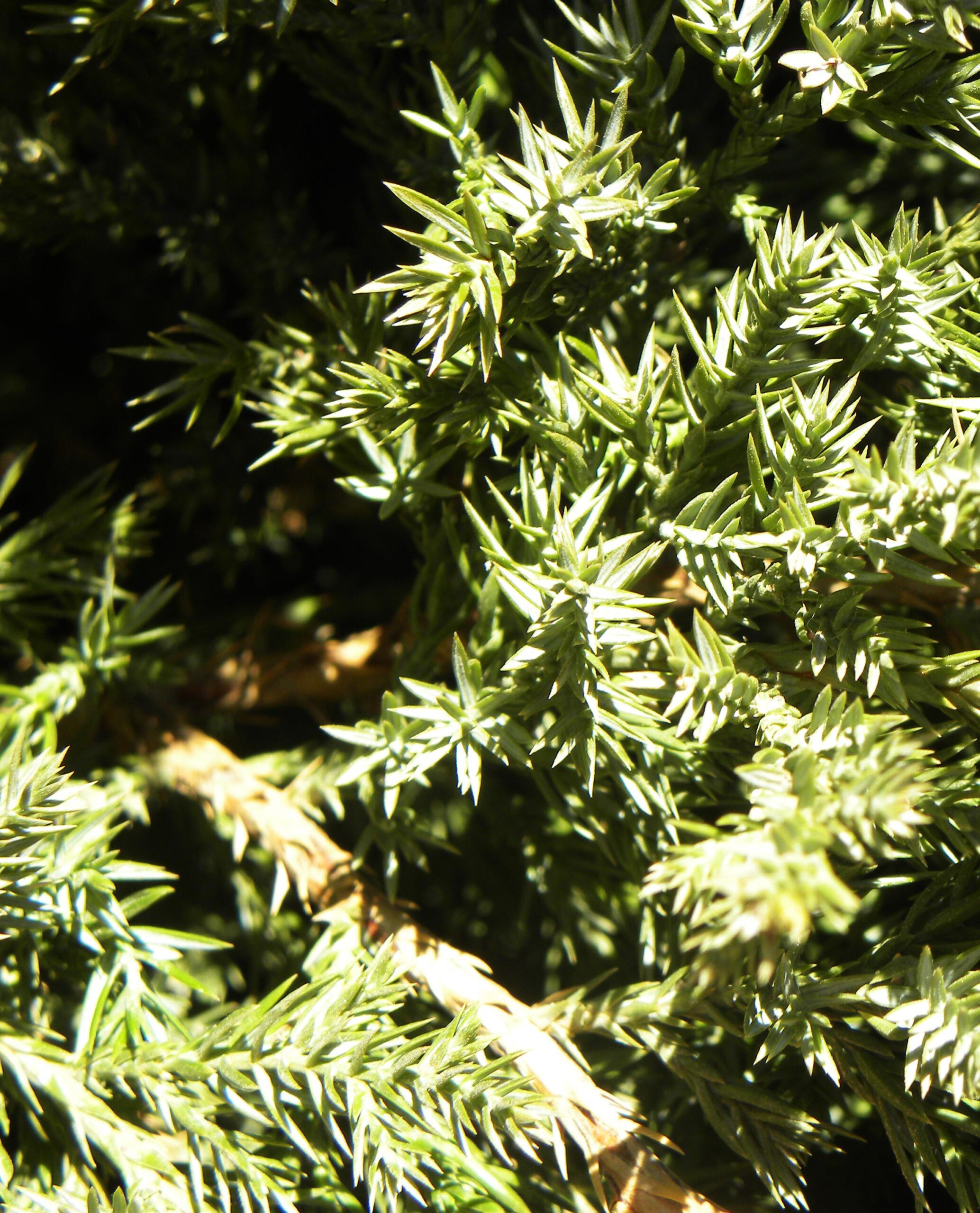 Juniperus chinensis ‘Mountbatten’ – Purdue Arboretum Explorer