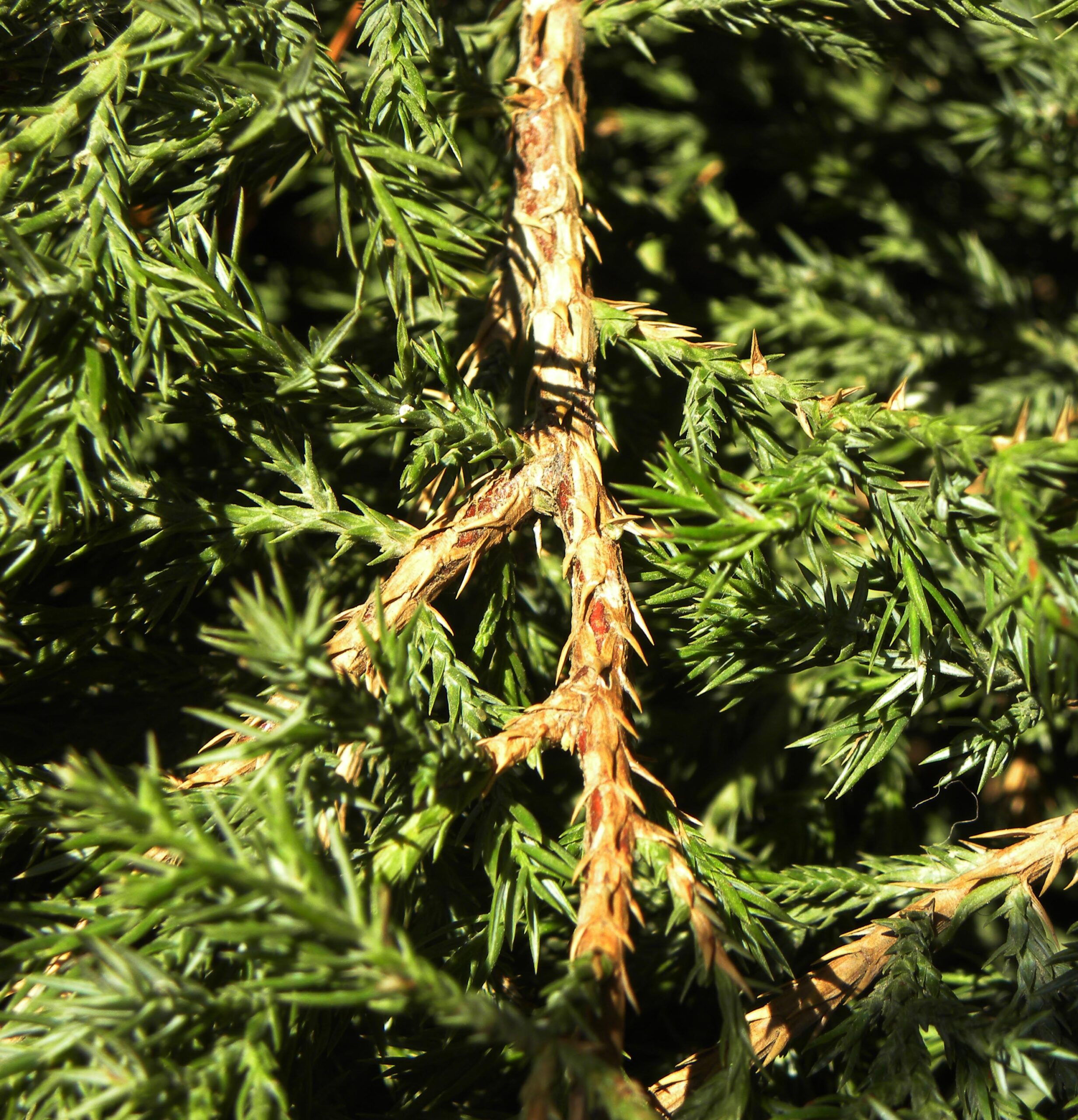 Juniperus chinensis ‘Mountbatten’ – Purdue Arboretum Explorer