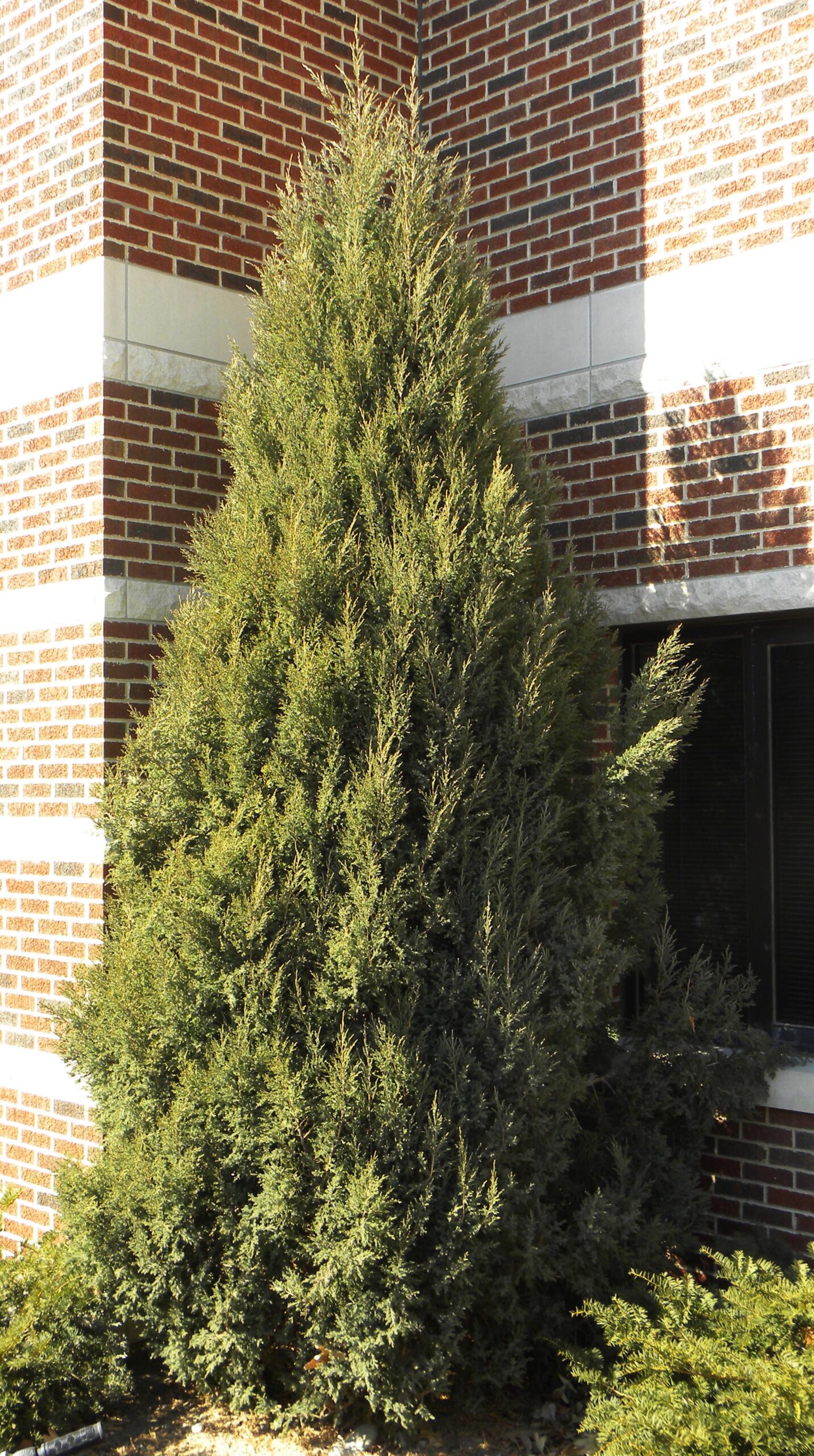 Juniperus chinensis ‘Mountbatten’ – Purdue Arboretum Explorer