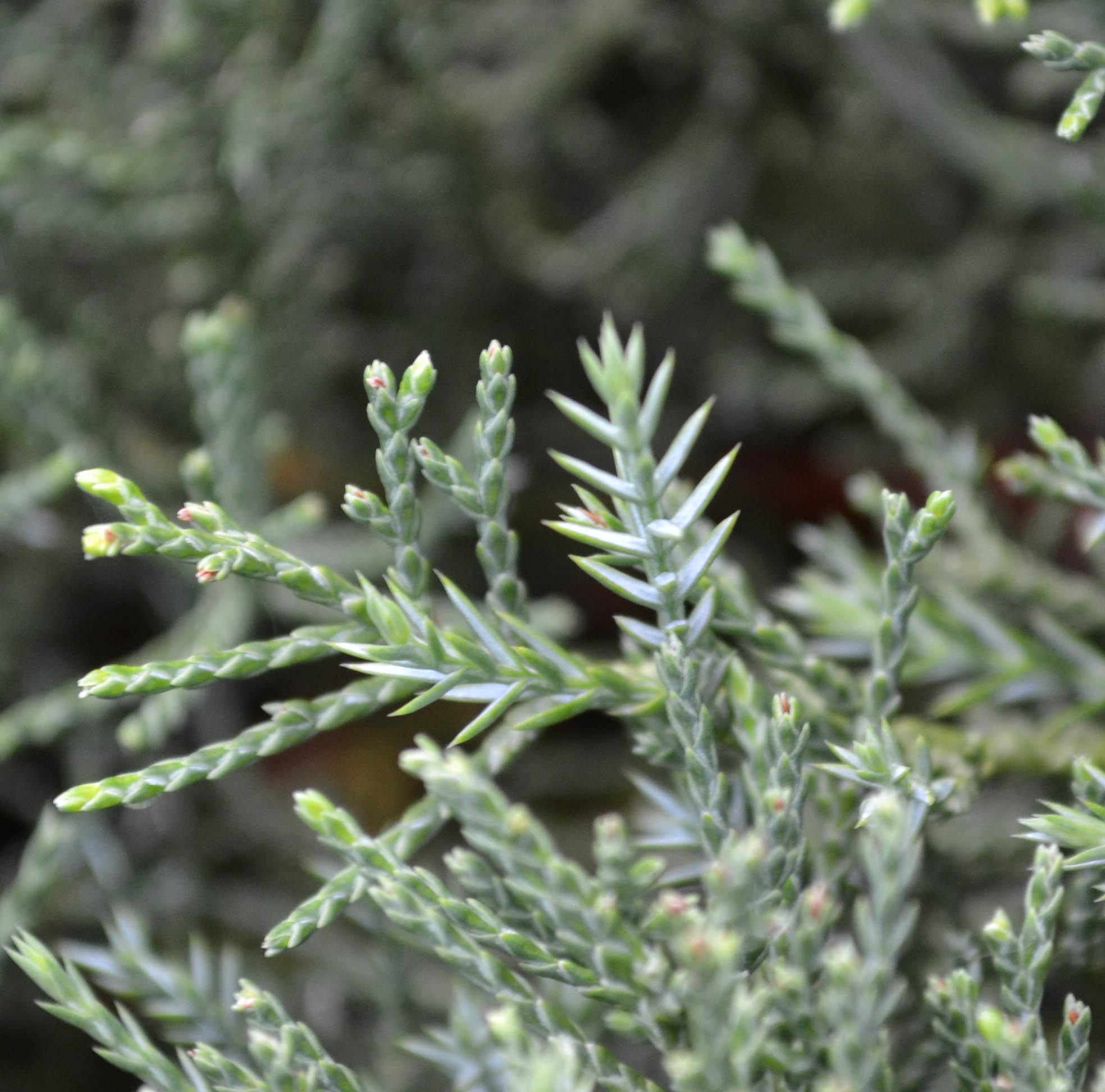 Juniperus × pfitzeriana ‘Pfitzeriana’ – Purdue Arboretum Explorer