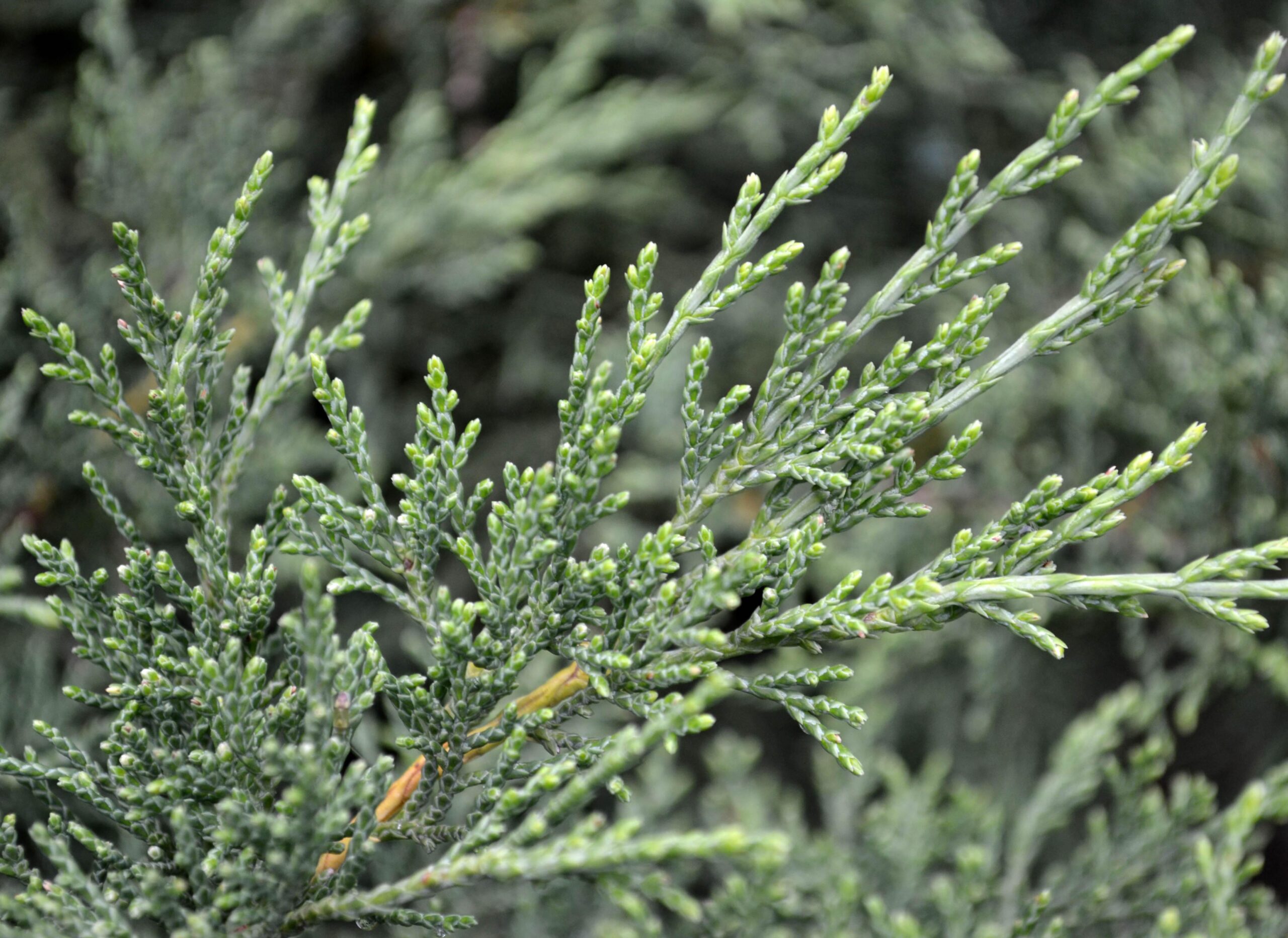 Juniperus × pfitzeriana ‘Pfitzeriana’ – Purdue Arboretum Explorer