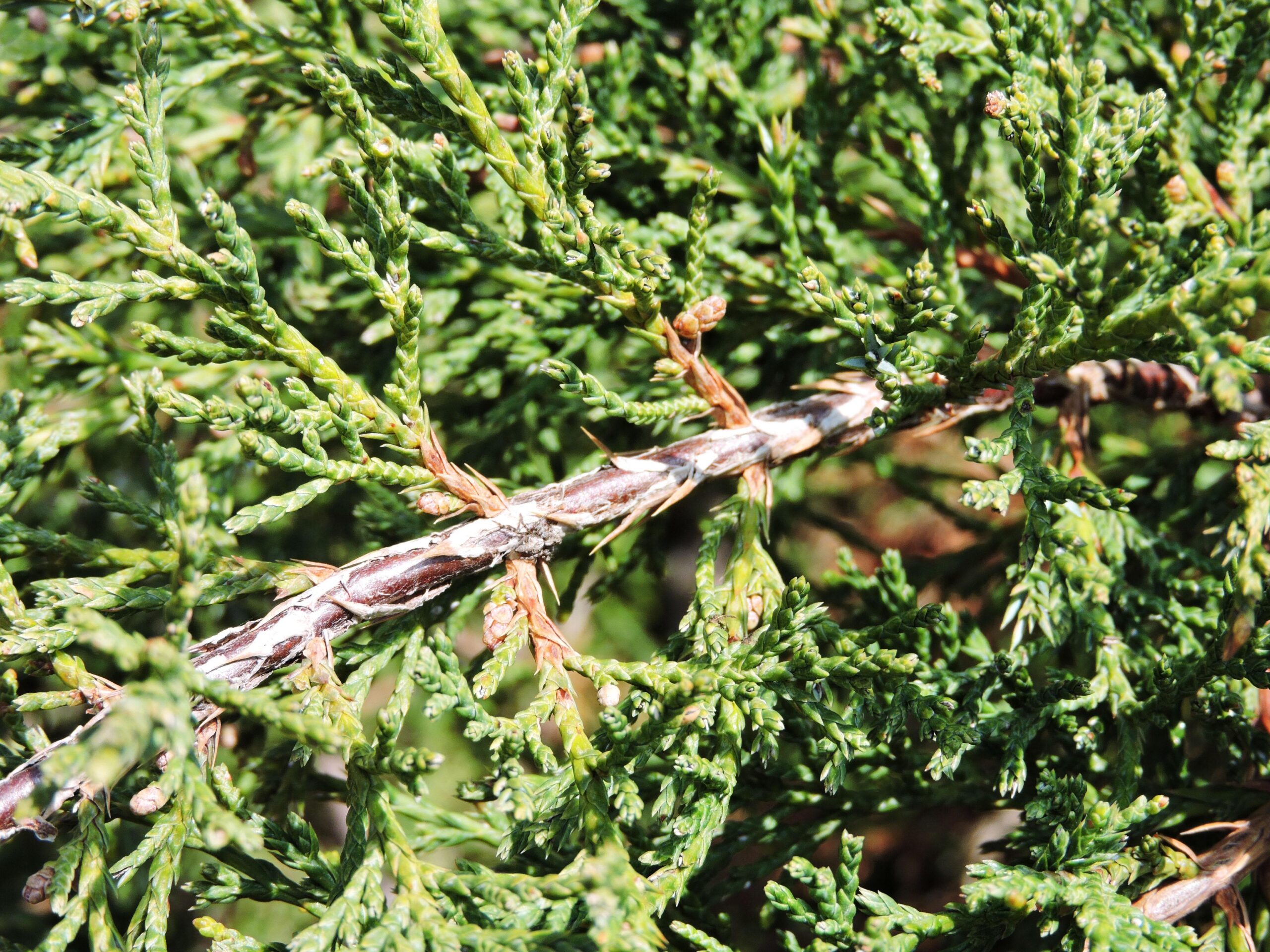 Juniperus × pfitzeriana ‘Pfitzeriana Aurea’ – Purdue Arboretum Explorer