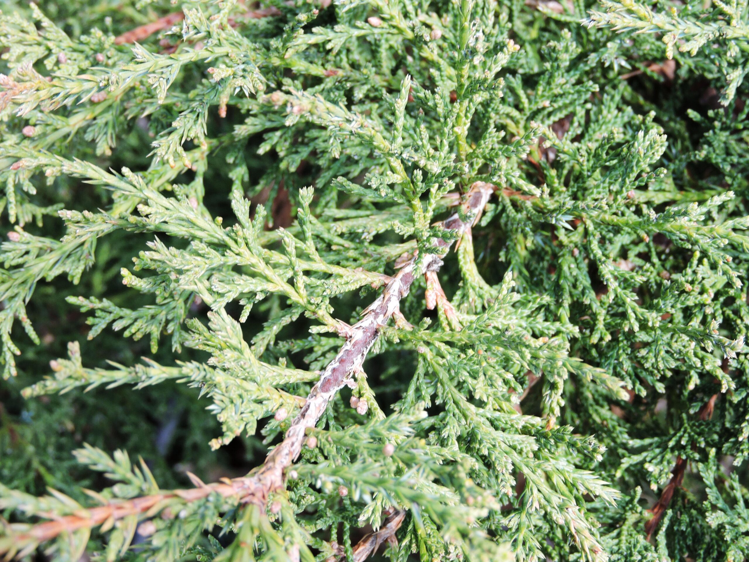 Juniperus × pfitzeriana ‘Pfitzeriana Aurea’ – Purdue Arboretum Explorer