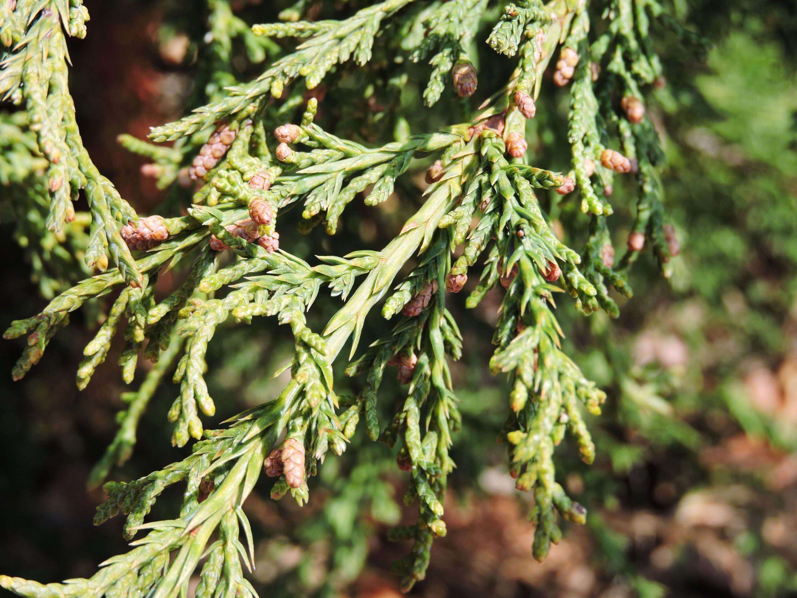 Juniperus × pfitzeriana ‘Pfitzeriana Aurea’ – Purdue Arboretum Explorer