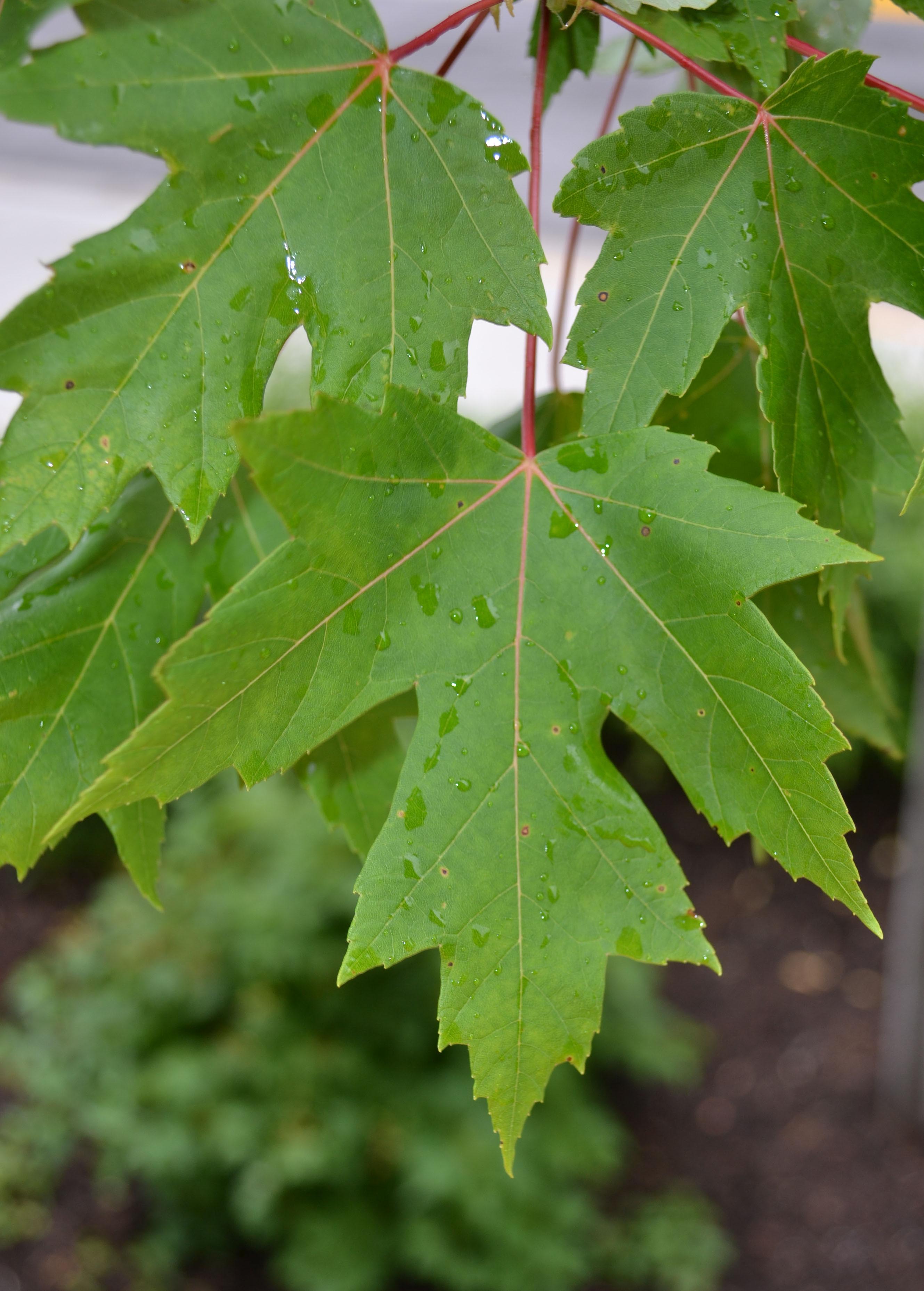 Acer × freemanii ‘Jeffersred’ [sold as Autumn Blaze®] – Purdue ...
