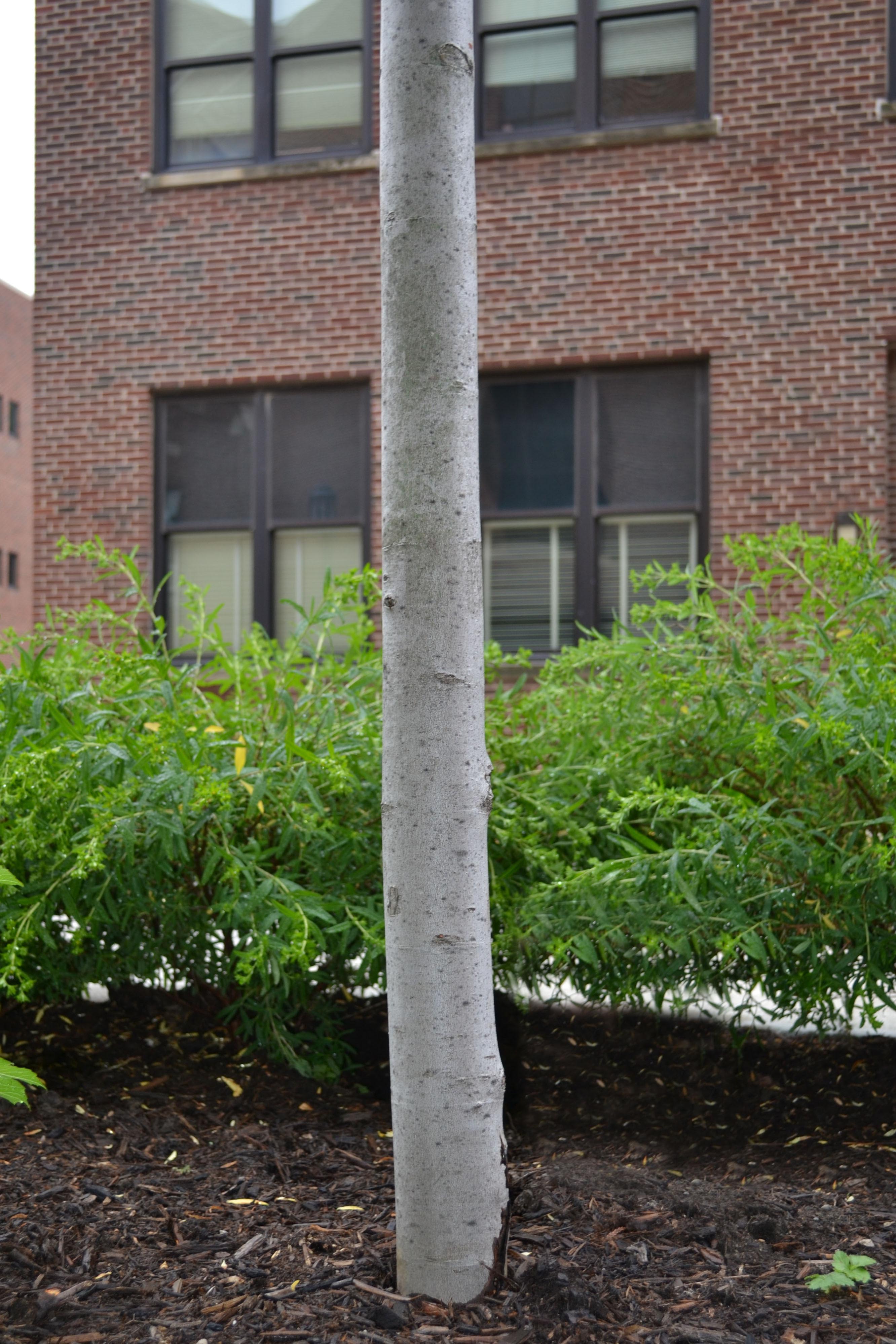 Acer × freemanii ‘Jeffersred’ [sold as Autumn Blaze®] – Purdue ...