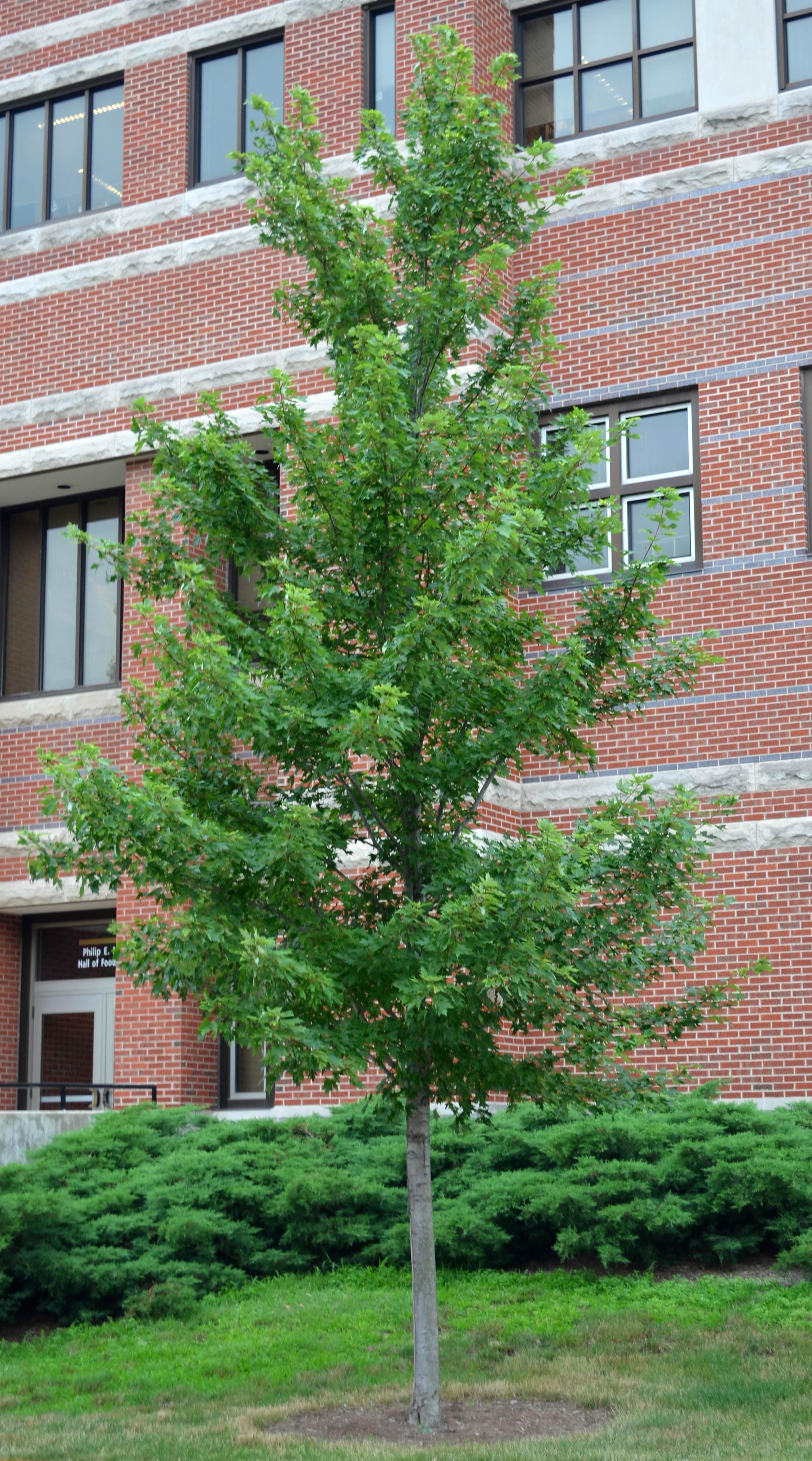 Acer × freemanii ‘Jeffersred’ [sold as Autumn Blaze®] – Purdue ...