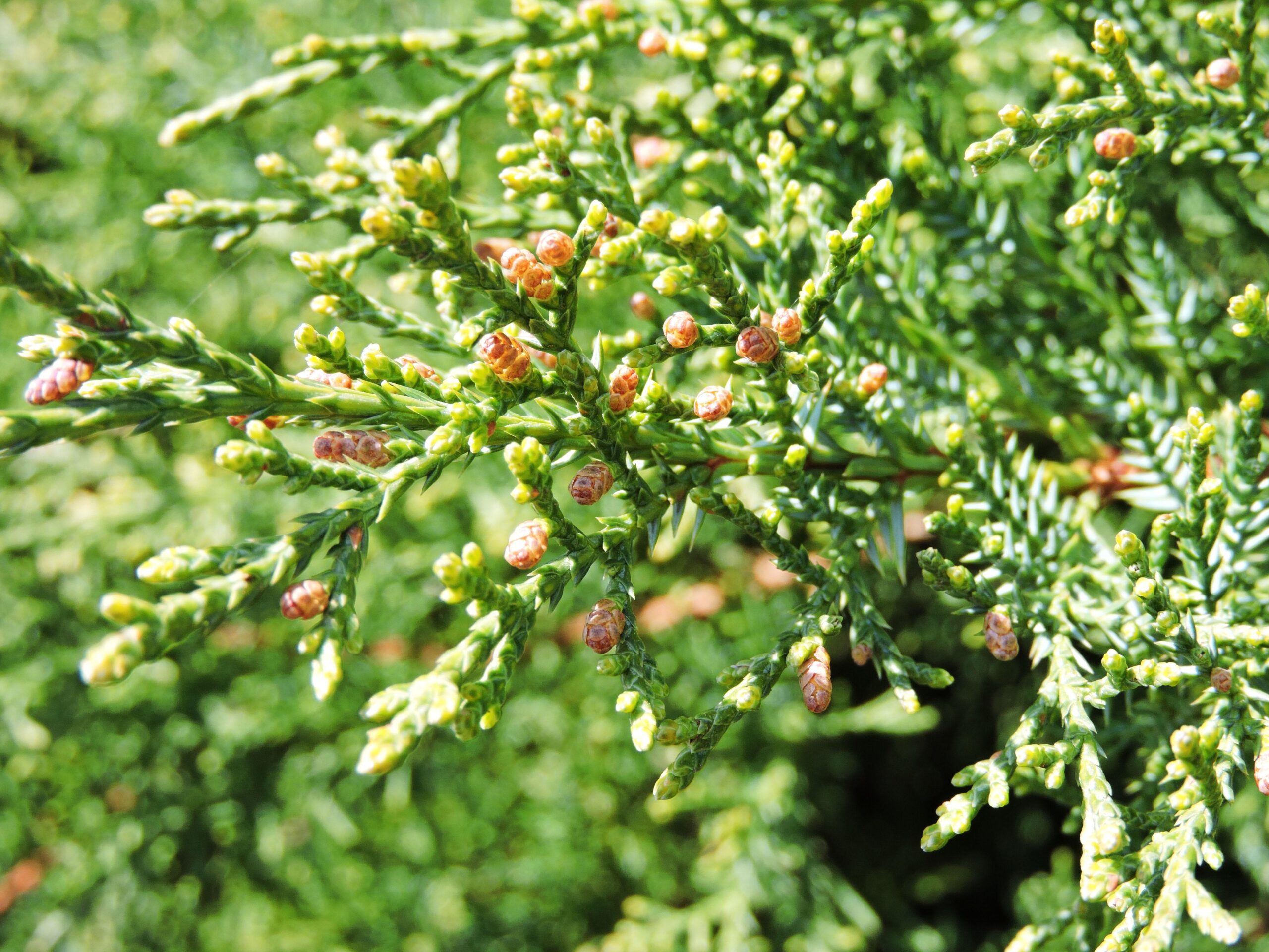 Juniperus × pfitzeriana ‘Pfitzeriana Owens’ – Purdue Arboretum Explorer