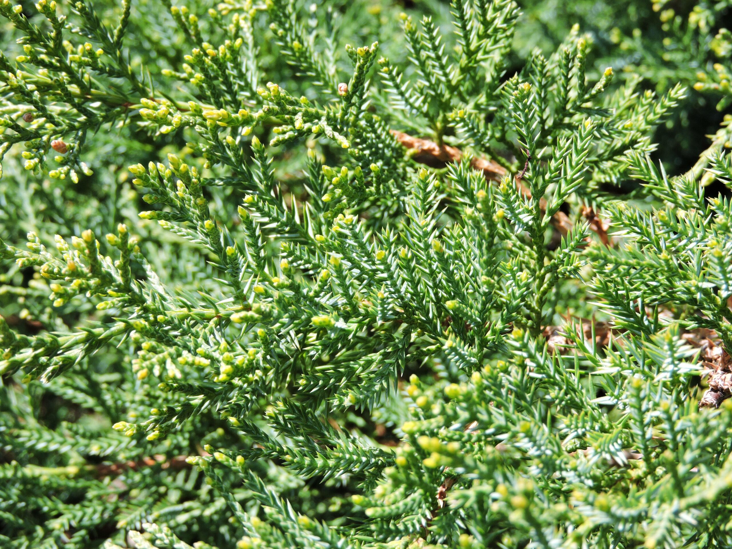 Juniperus × pfitzeriana ‘Pfitzeriana Owens’ – Purdue Arboretum Explorer