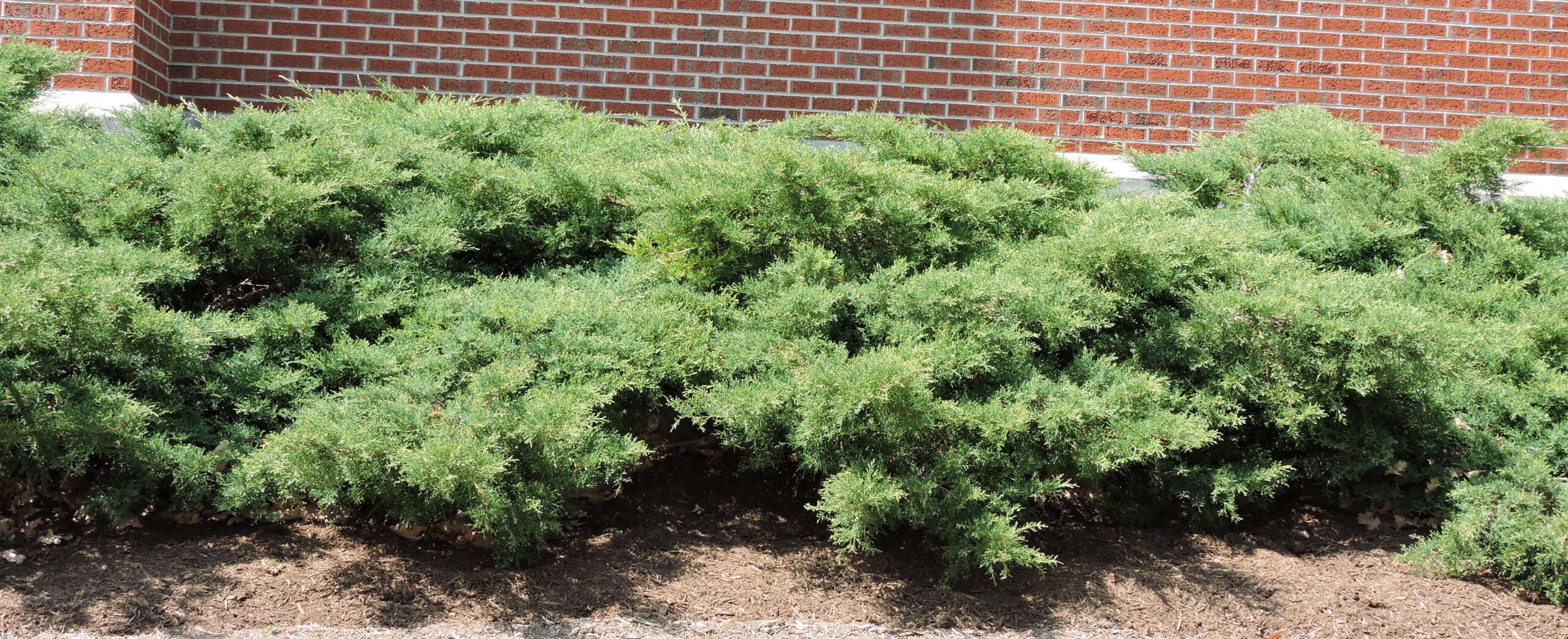 Juniperus × pfitzeriana ‘Pfitzeriana Owens’ – Purdue Arboretum Explorer