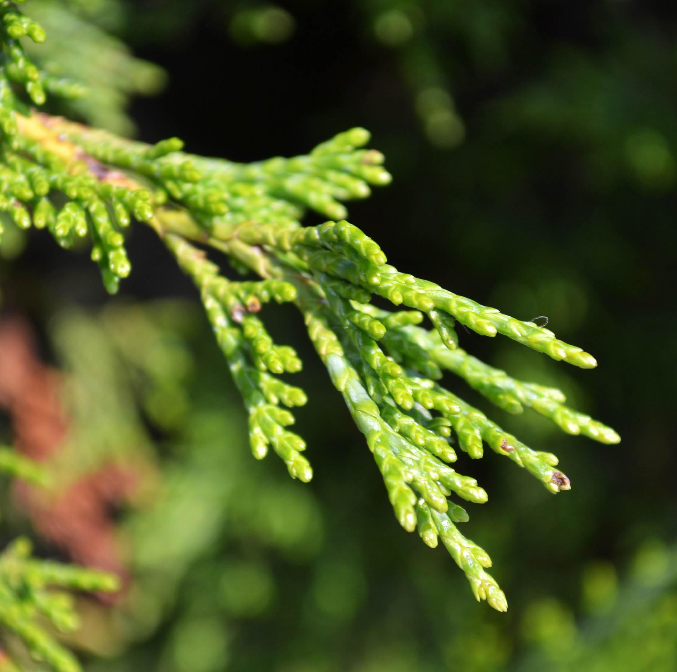 Juniperus horizontalis – Purdue Arboretum Explorer