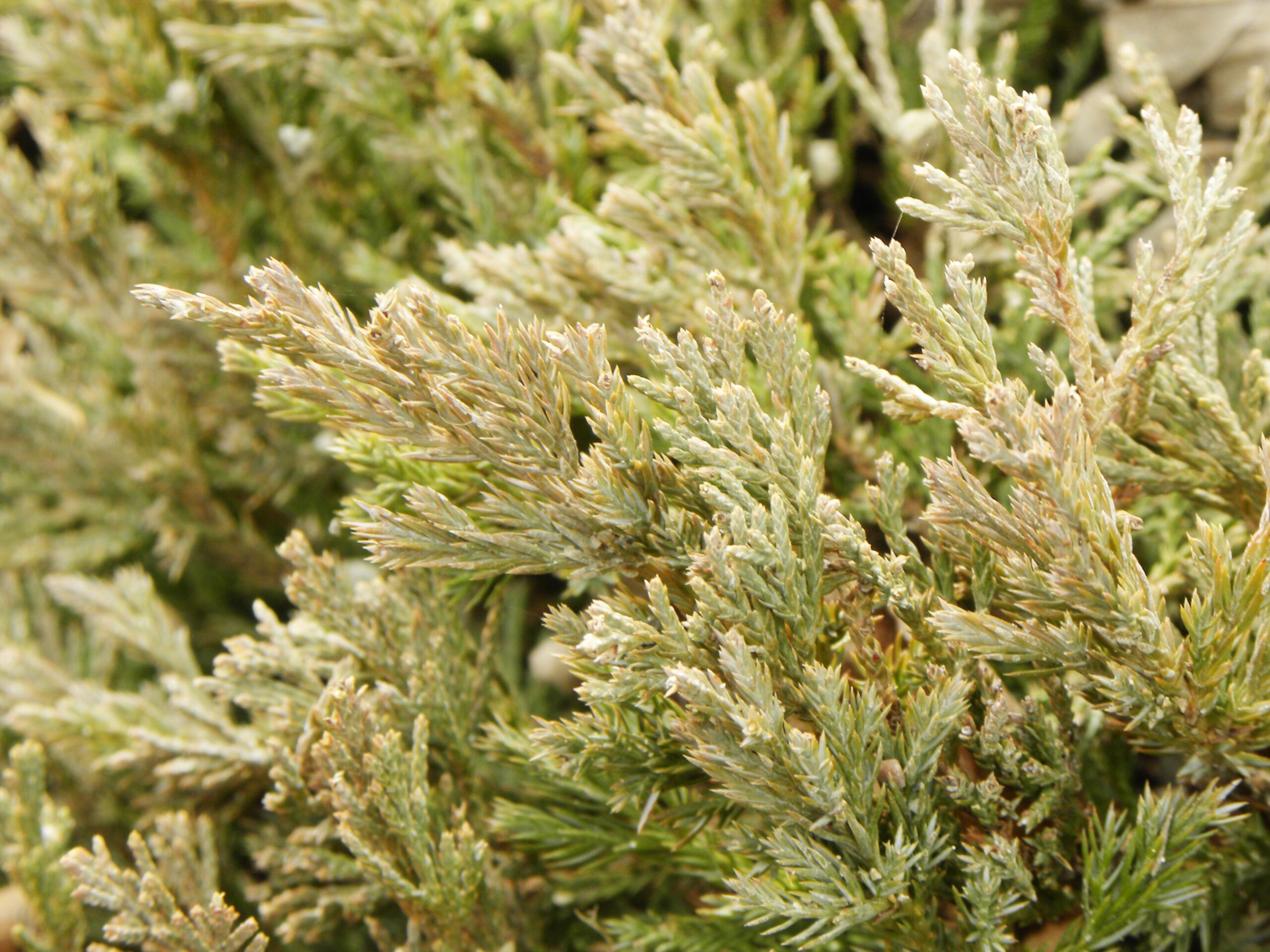 Juniperus horizontalis – Purdue Arboretum Explorer