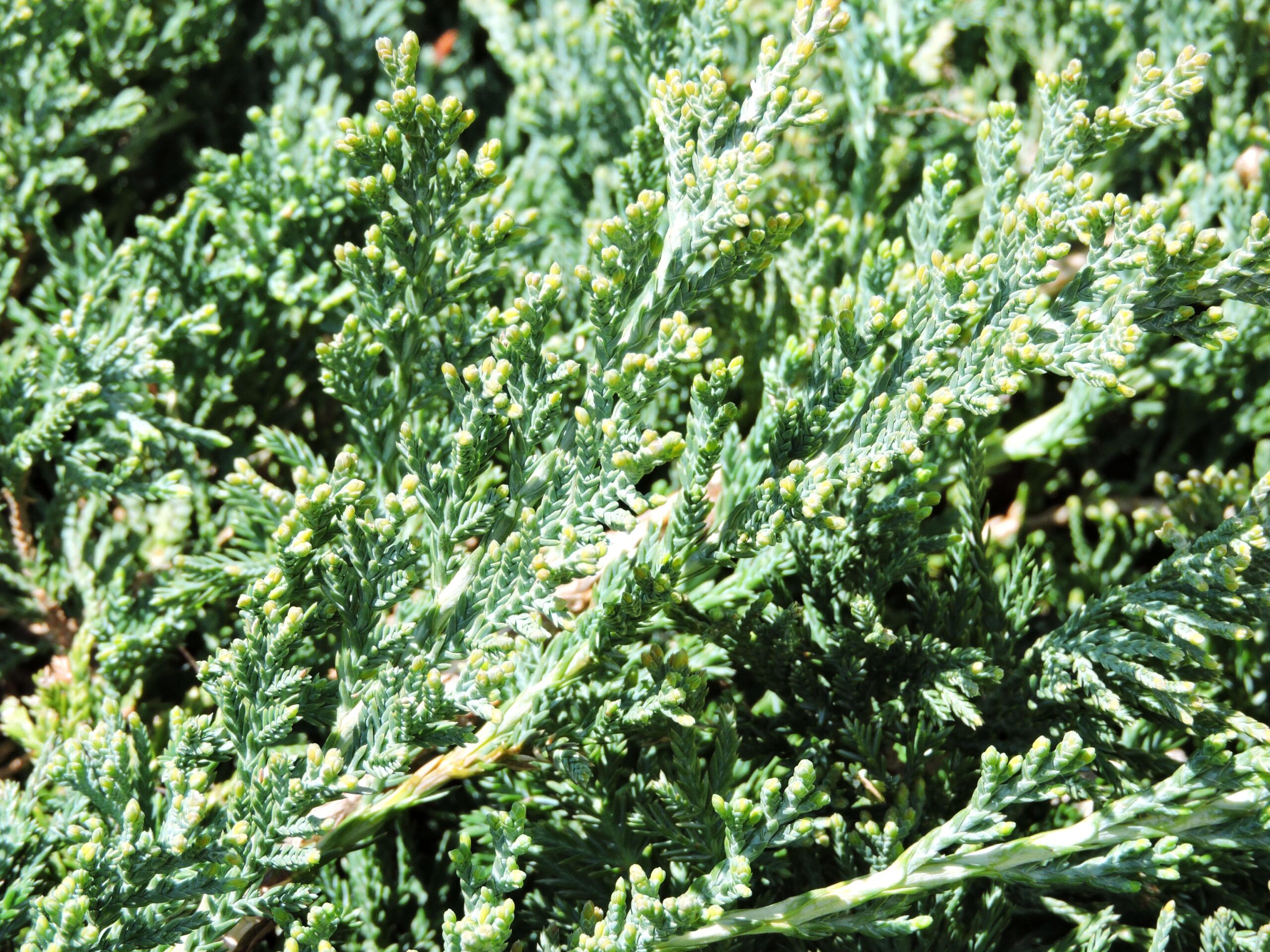 Juniperus horizontalis ‘Wiltonii’ – Purdue Arboretum Explorer