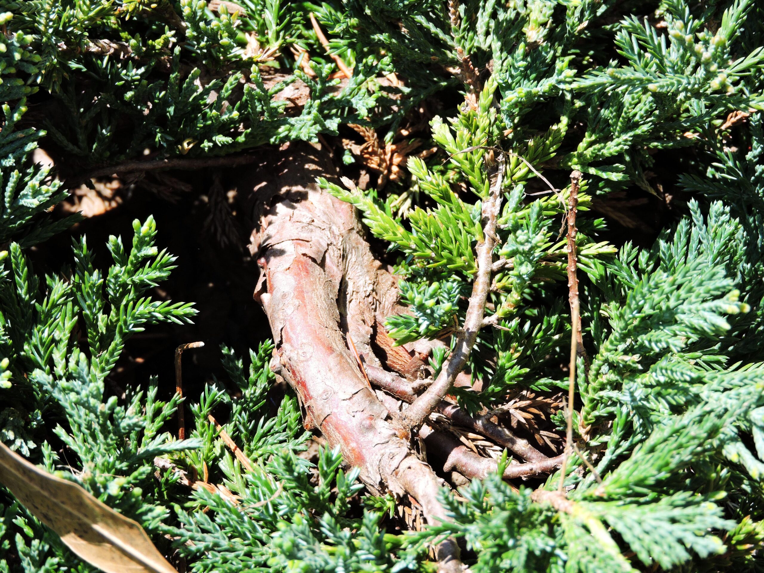 Juniperus horizontalis ‘Wiltonii’ – Purdue Arboretum Explorer