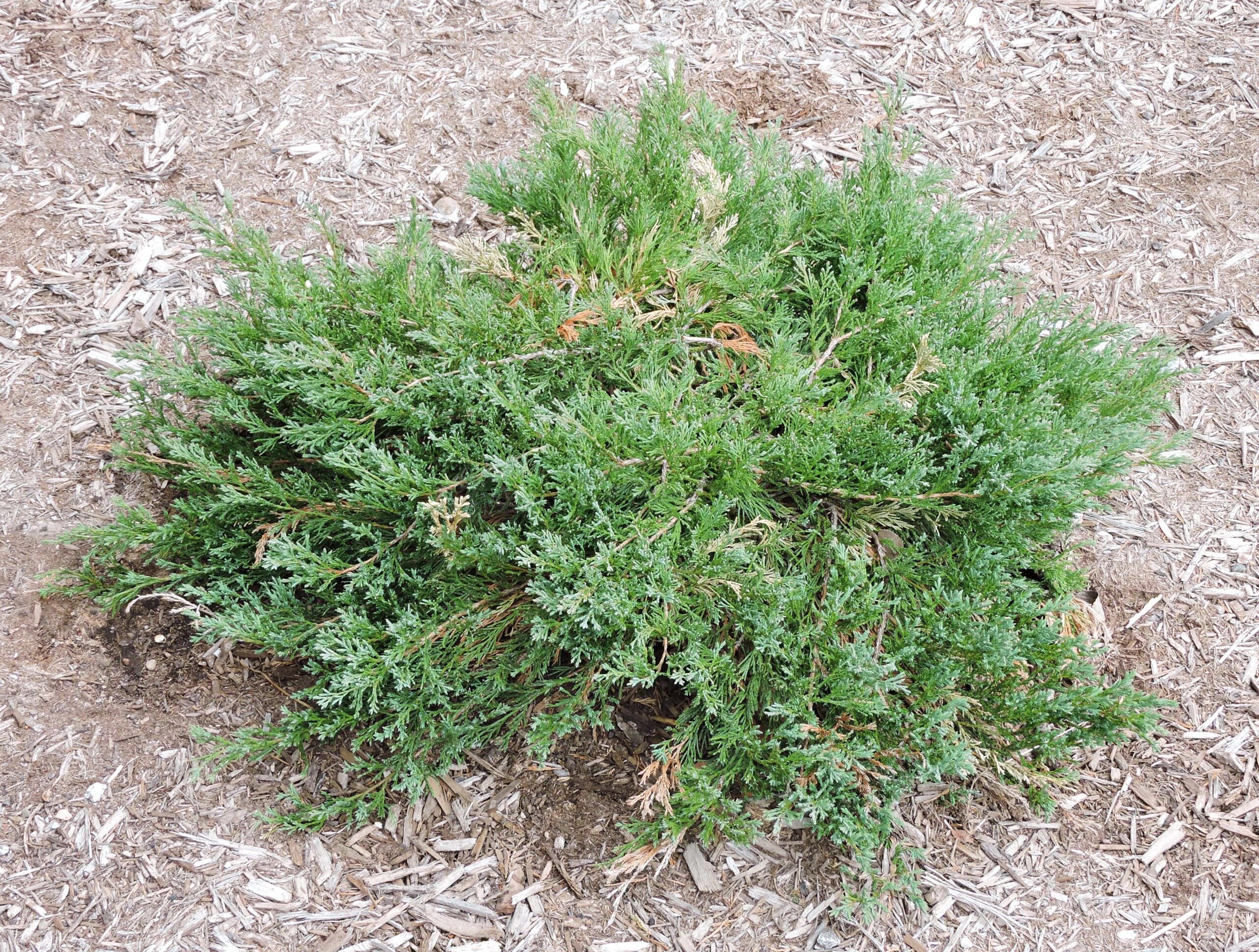 Juniperus horizontalis ‘Plumosa’ – Purdue Arboretum Explorer