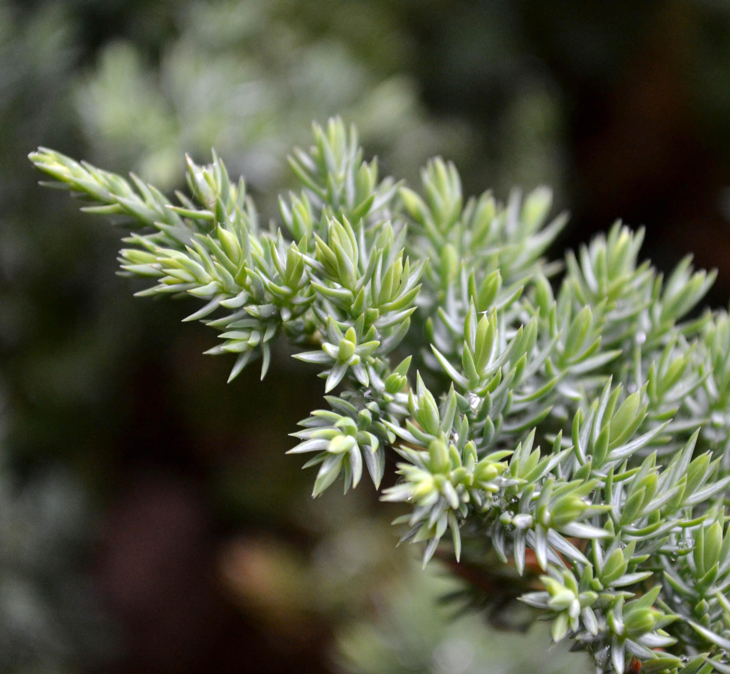 Juniperus chinensis var. procumbens – Purdue Arboretum Explorer
