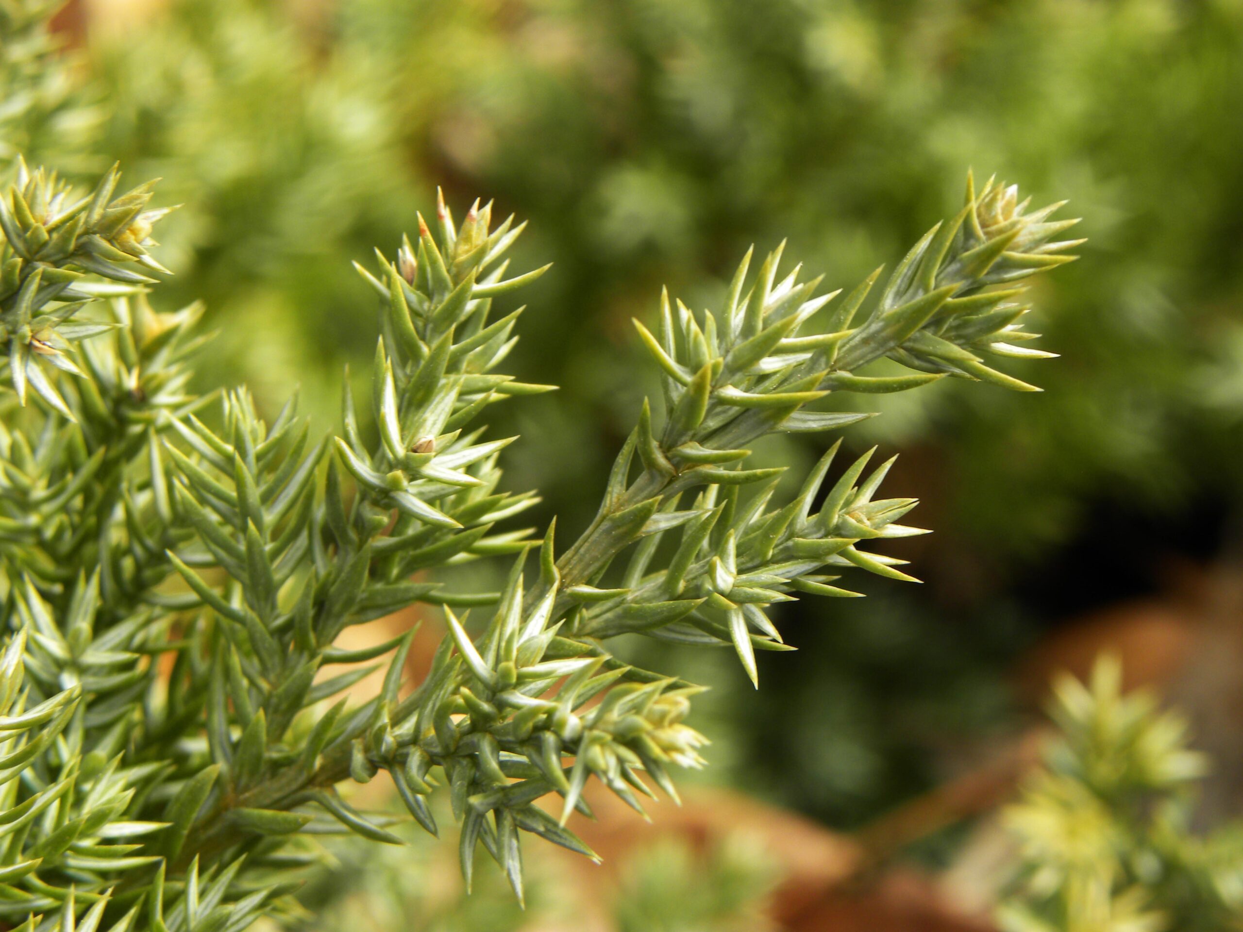 Juniperus chinensis var. procumbens – Purdue Arboretum Explorer