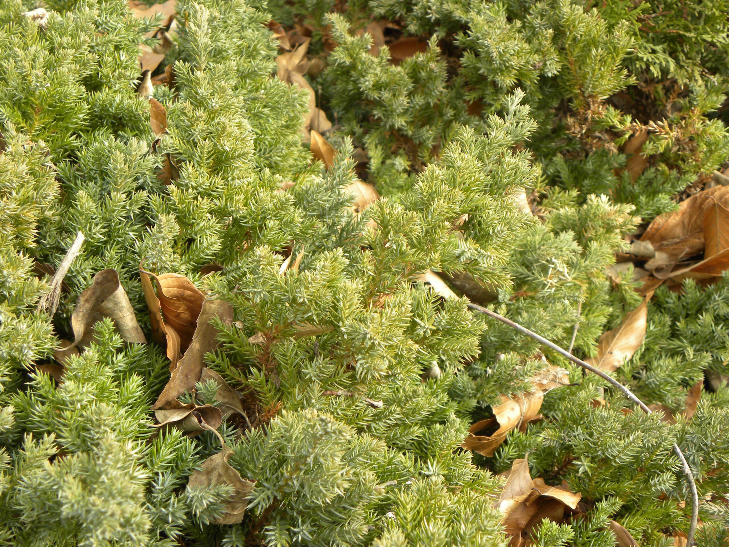 Juniperus chinensis var. procumbens – Purdue Arboretum Explorer