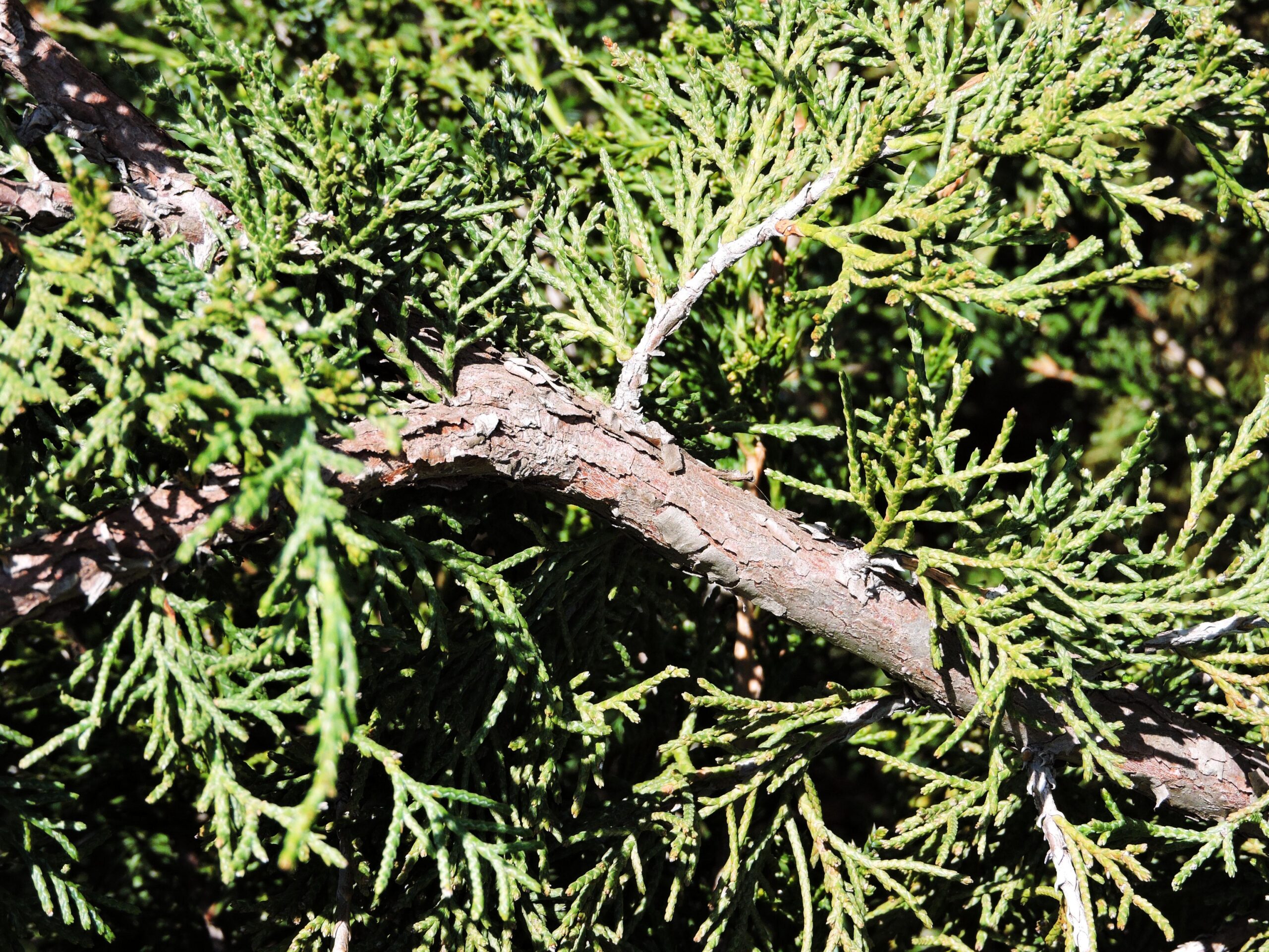 Juniperus scopulorum ‘Welchii’ – Purdue Arboretum Explorer