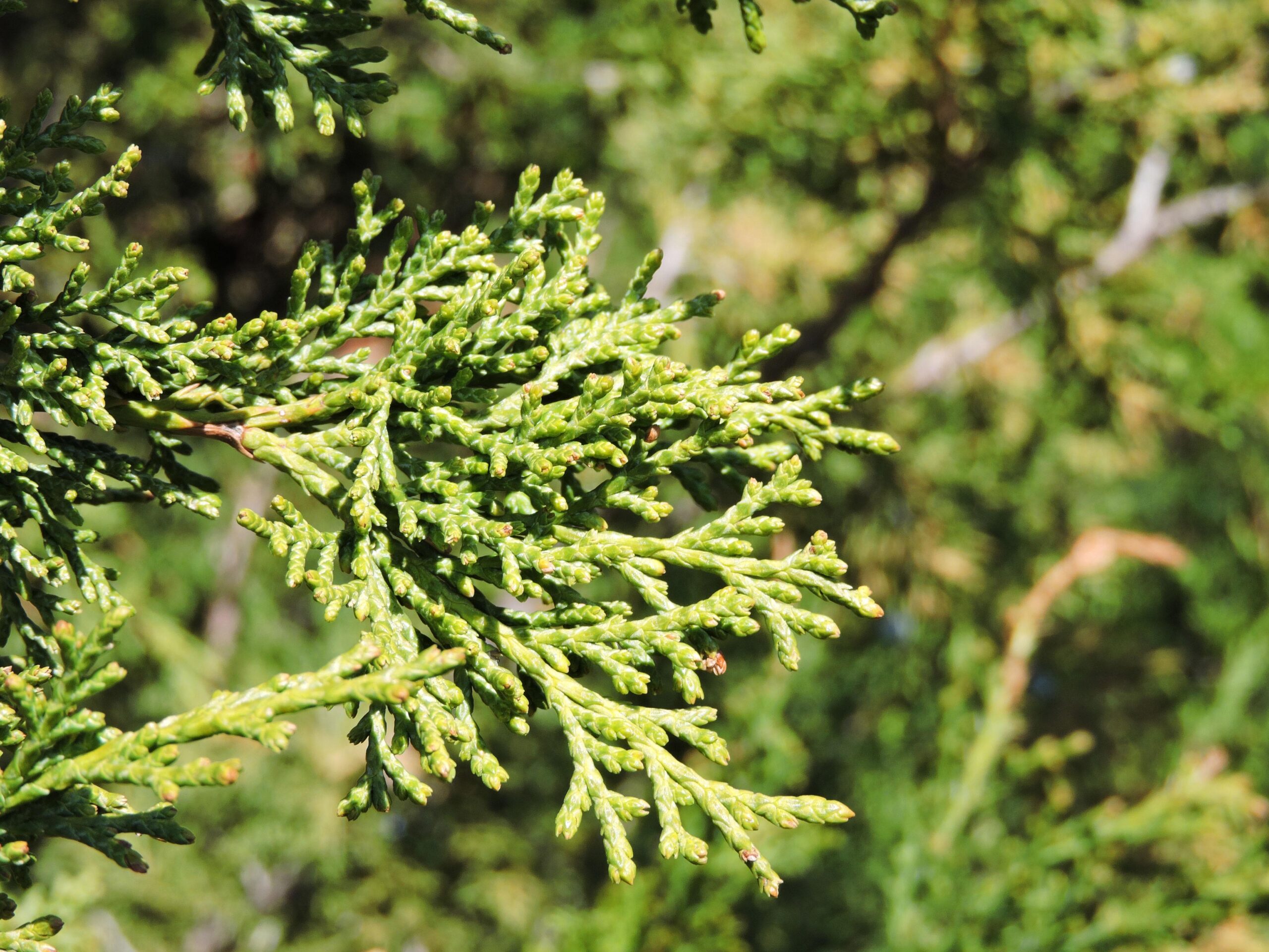 Juniperus scopulorum ‘Welchii’ – Purdue Arboretum Explorer