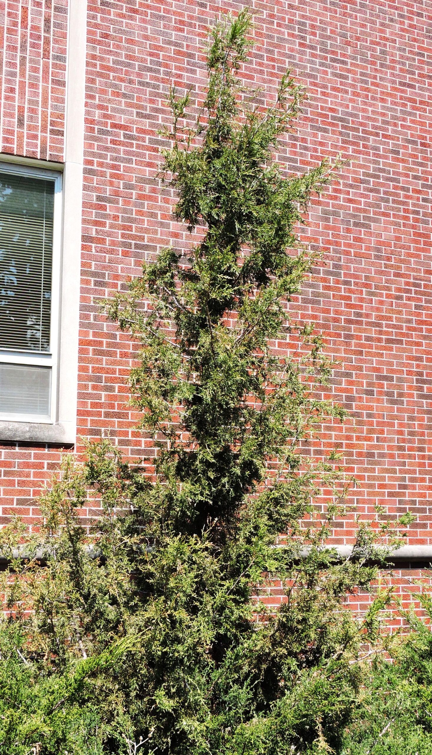 Juniperus scopulorum ‘Welchii’ – Purdue Arboretum Explorer